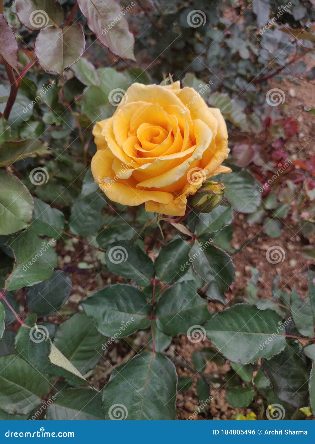 Yellow rose of friendship stock photo. Image of bouquet - 184805496