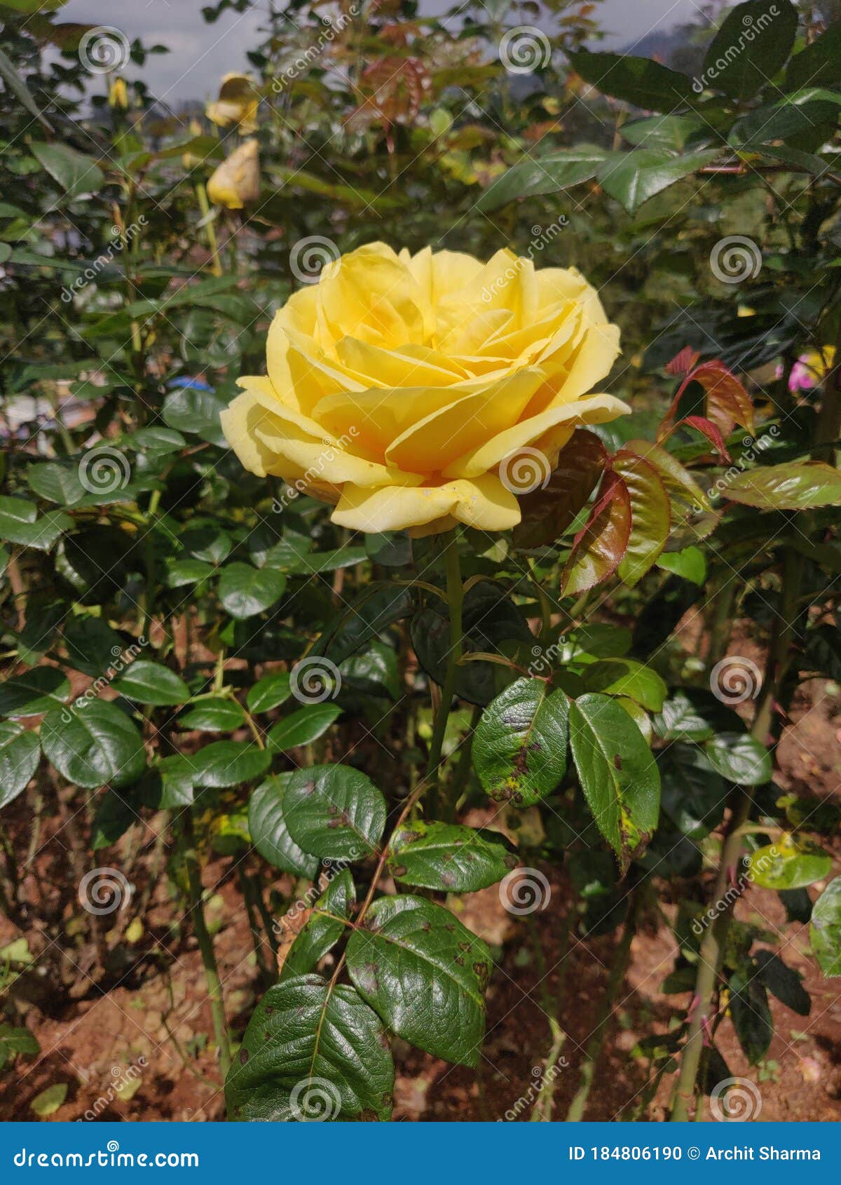 Yellow rose of friendship stock photo. Image of tree - 184806190