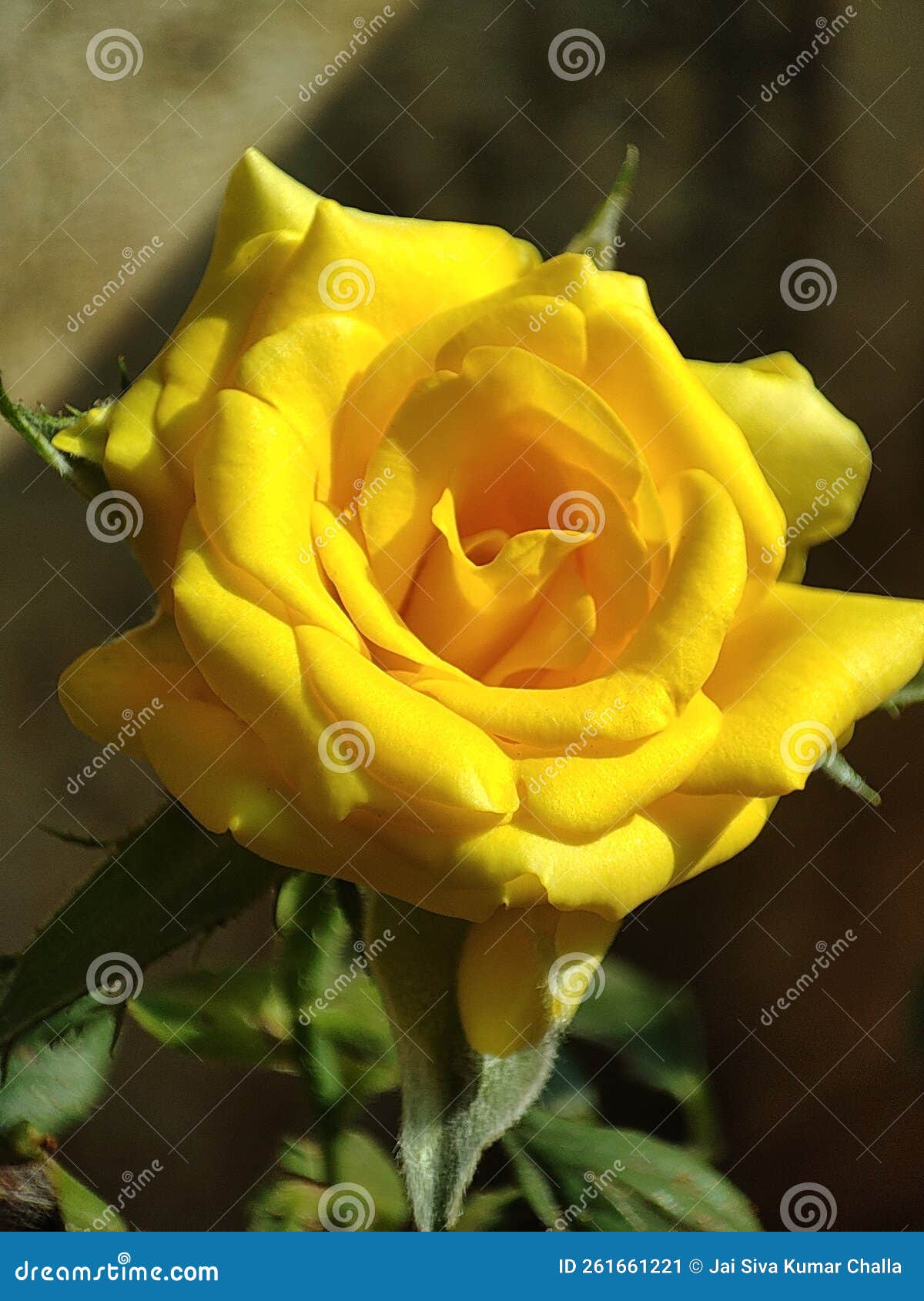 Yellow rose stock image. Image of rose, friendship, love - 261661221