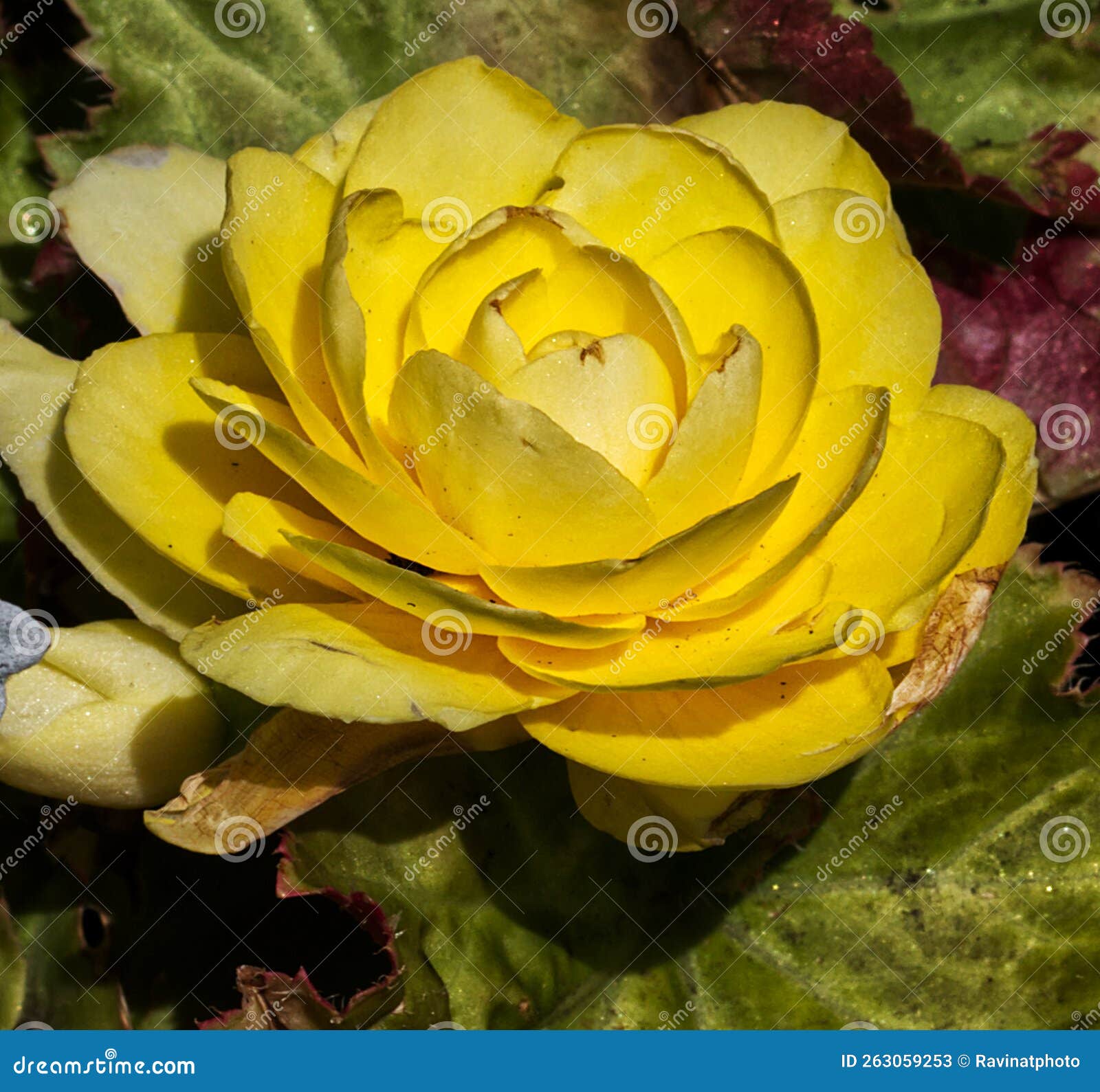 Yellow Rose in Full Bloom Dominating the Frame, Toronto, on, Canada ...