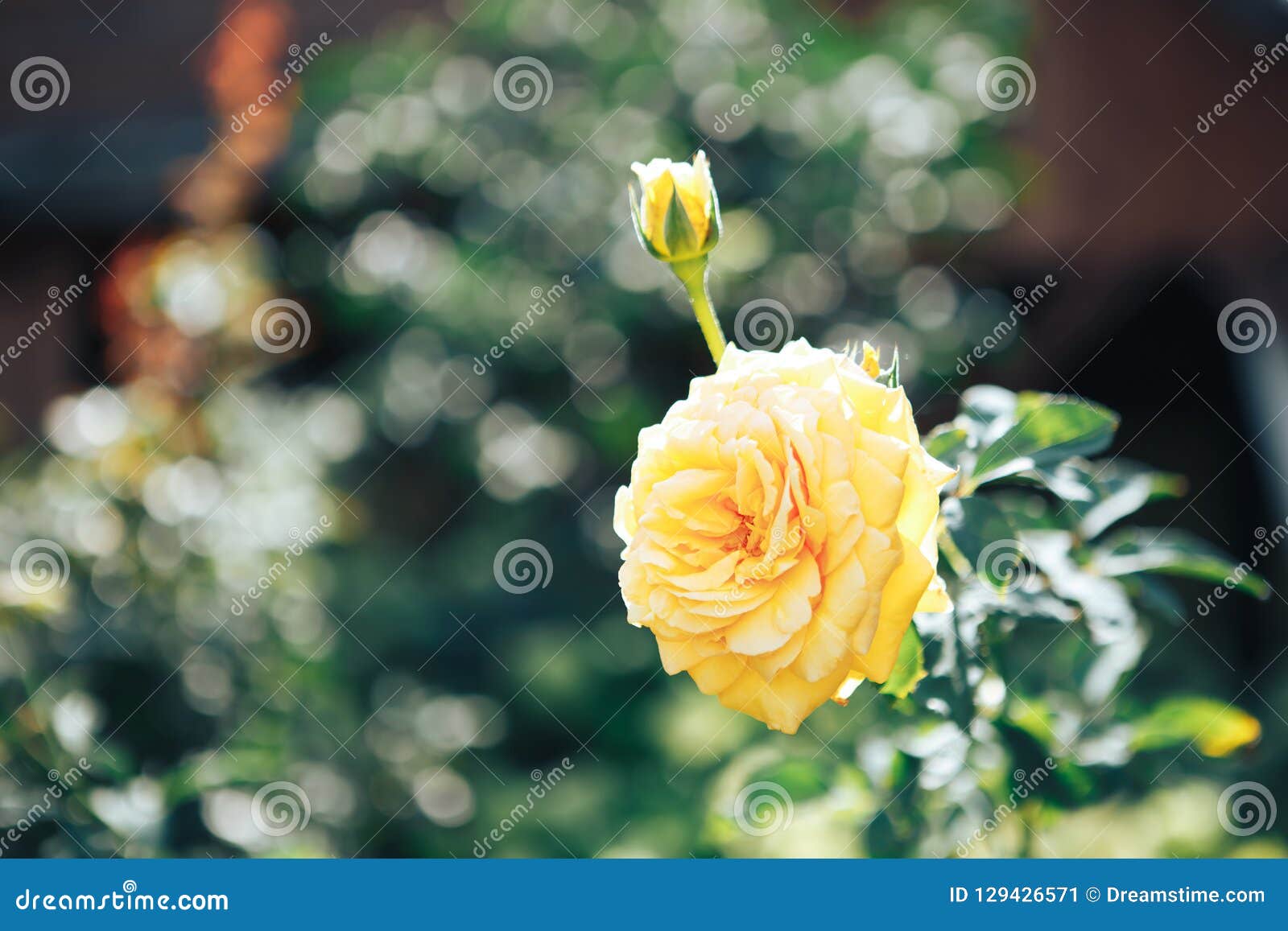 Yellow rose in the garden stock image. Image of beauty - 129426571