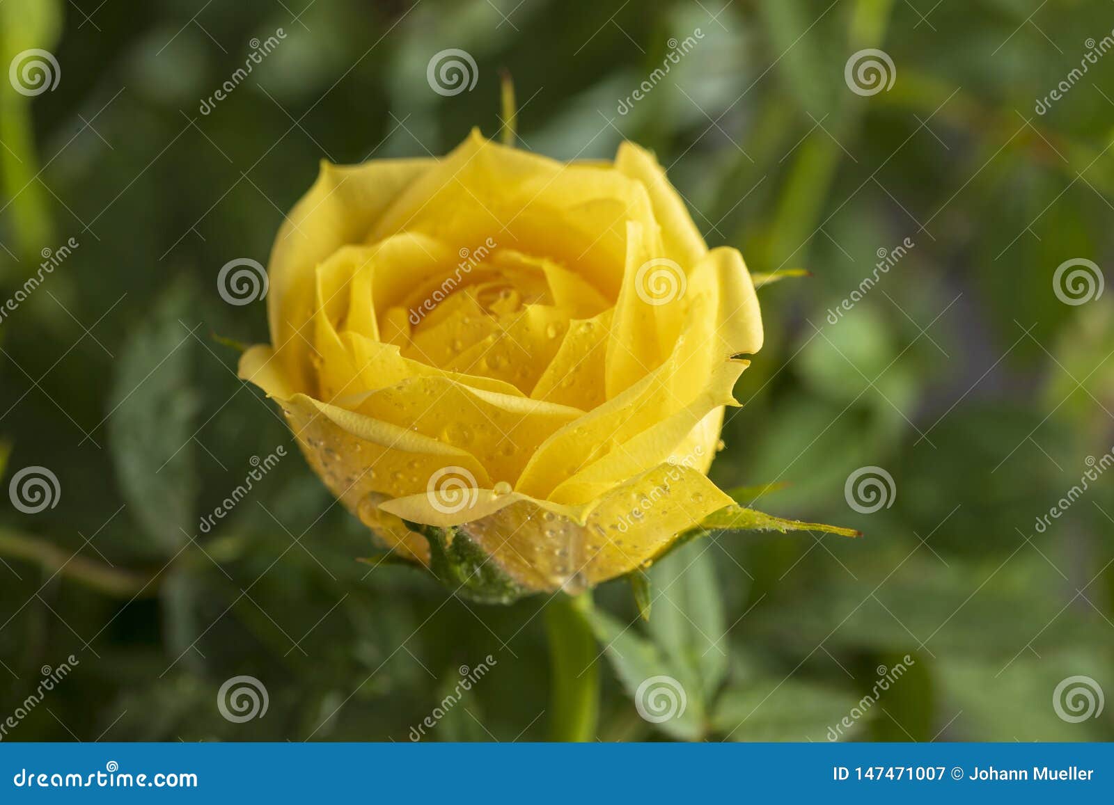 Yellow rose in the garden stock image. Image of green - 147471007