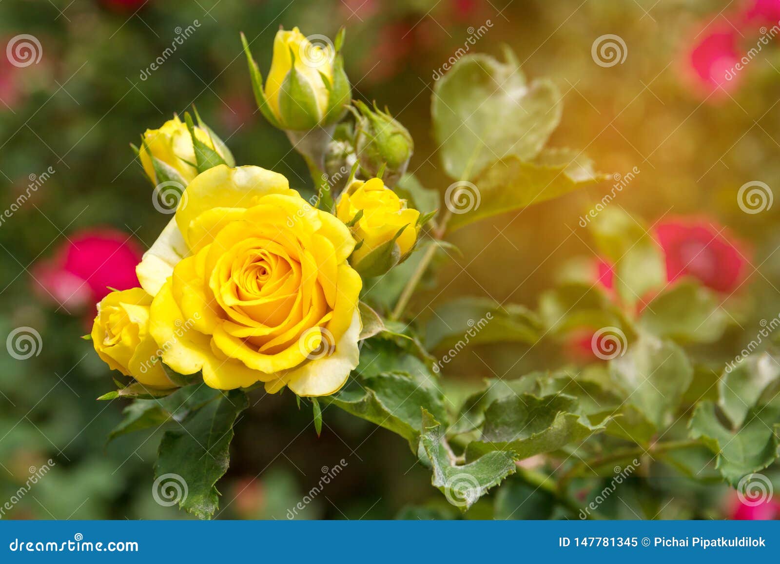 Yellow rose in the garden stock image. Image of bright - 147781345