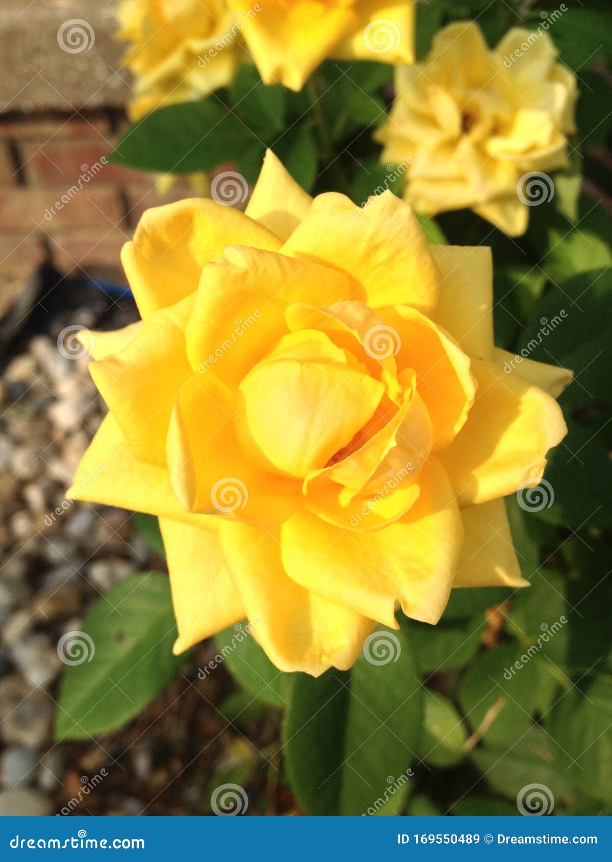Yellow Rose stock image. Image of yellow, nature, garden - 169550489