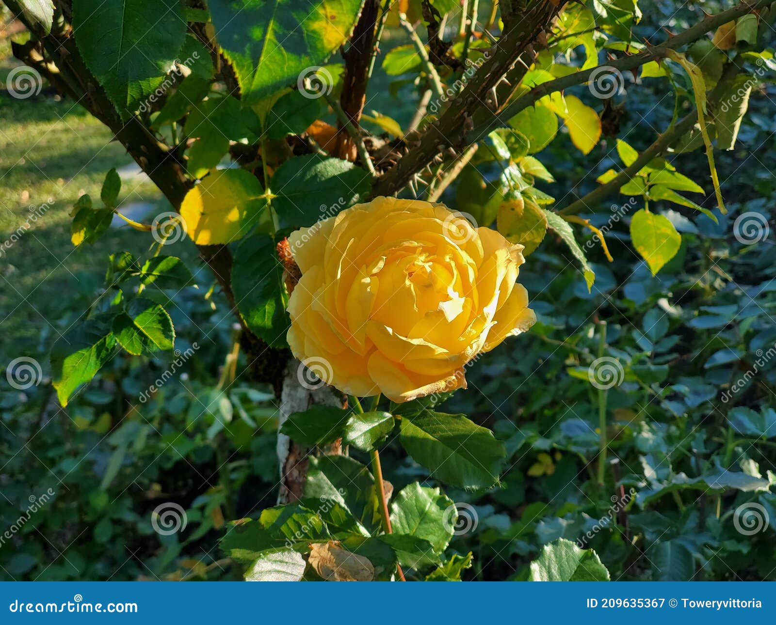 Yellow rose garden stock image. Image of nature, petal - 209635367