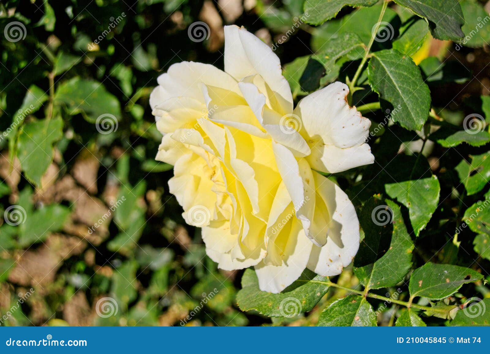 Yellow rose in the garden stock image. Image of macro - 210045845