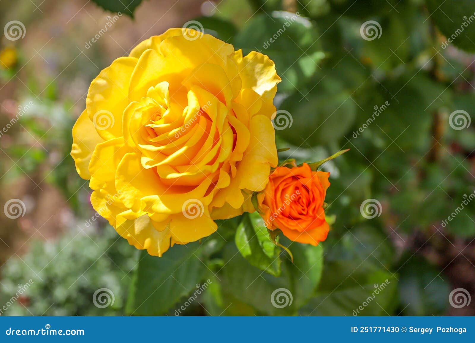 Yellow Rose in the Garden.Rose Stock Photo - Image of color, floral ...