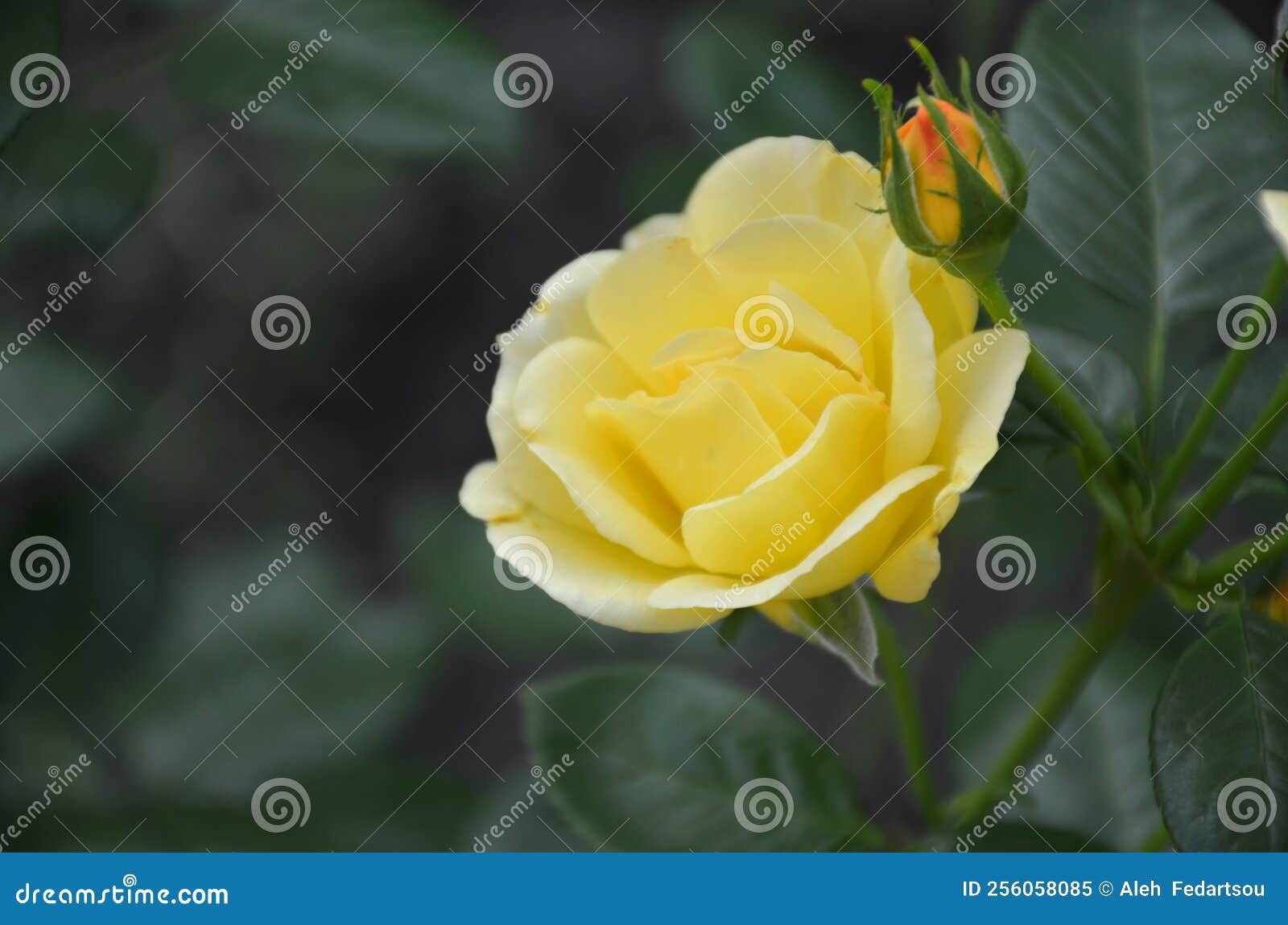 Yellow rose in the garden. stock image. Image of leaf - 256058085