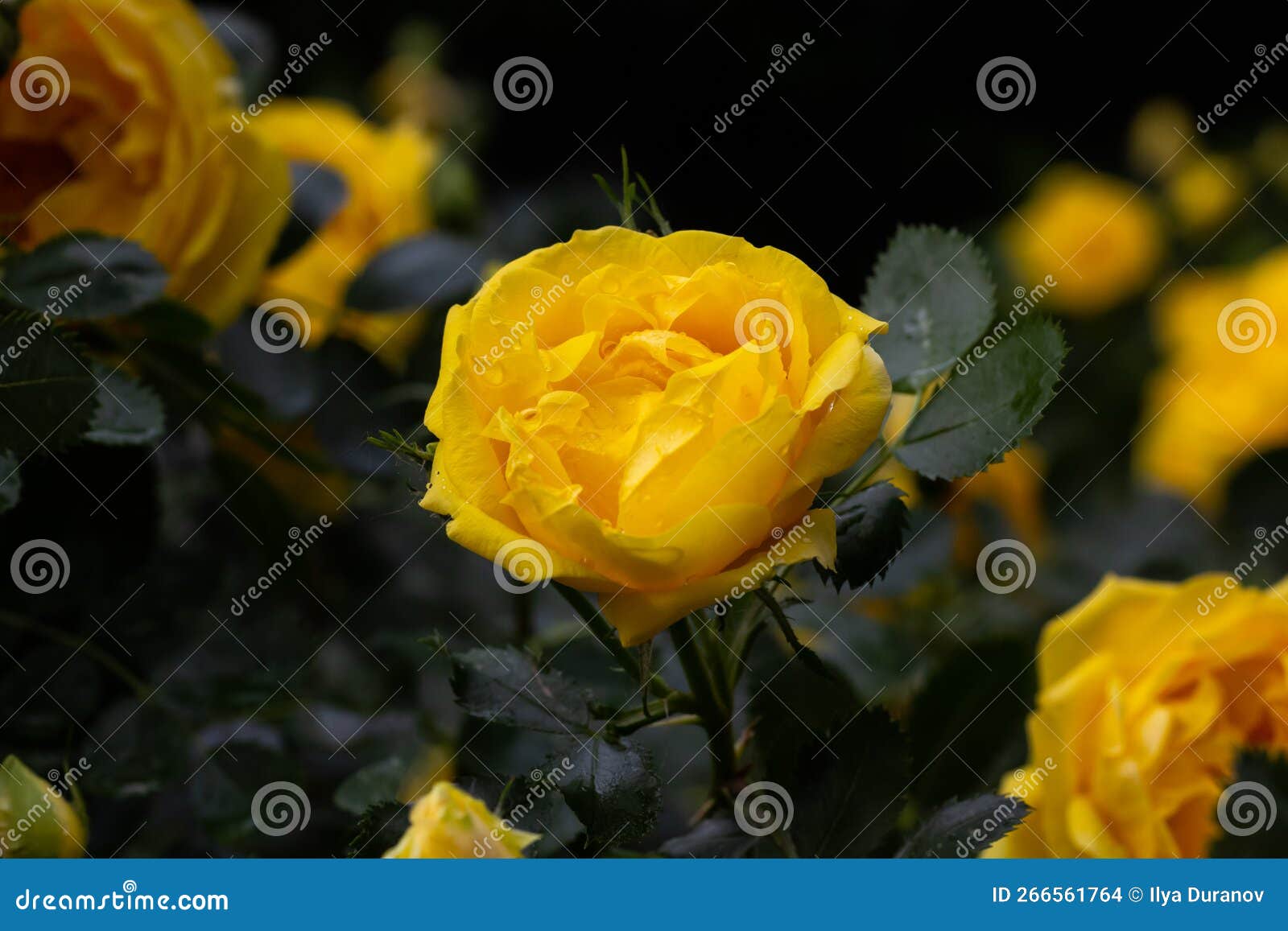 Yellow rose in the garden stock photo. Image of gardening - 266561764