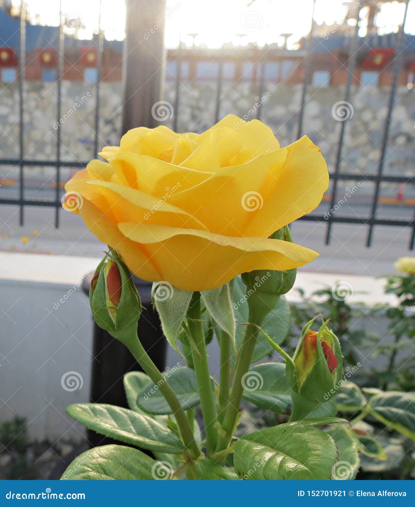 Yellow rose in the garden stock image. Image of gift - 152701921