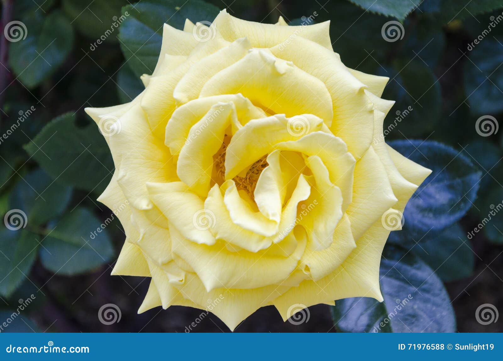 Yellow rose in the garden. stock photo. Image of card - 71976588