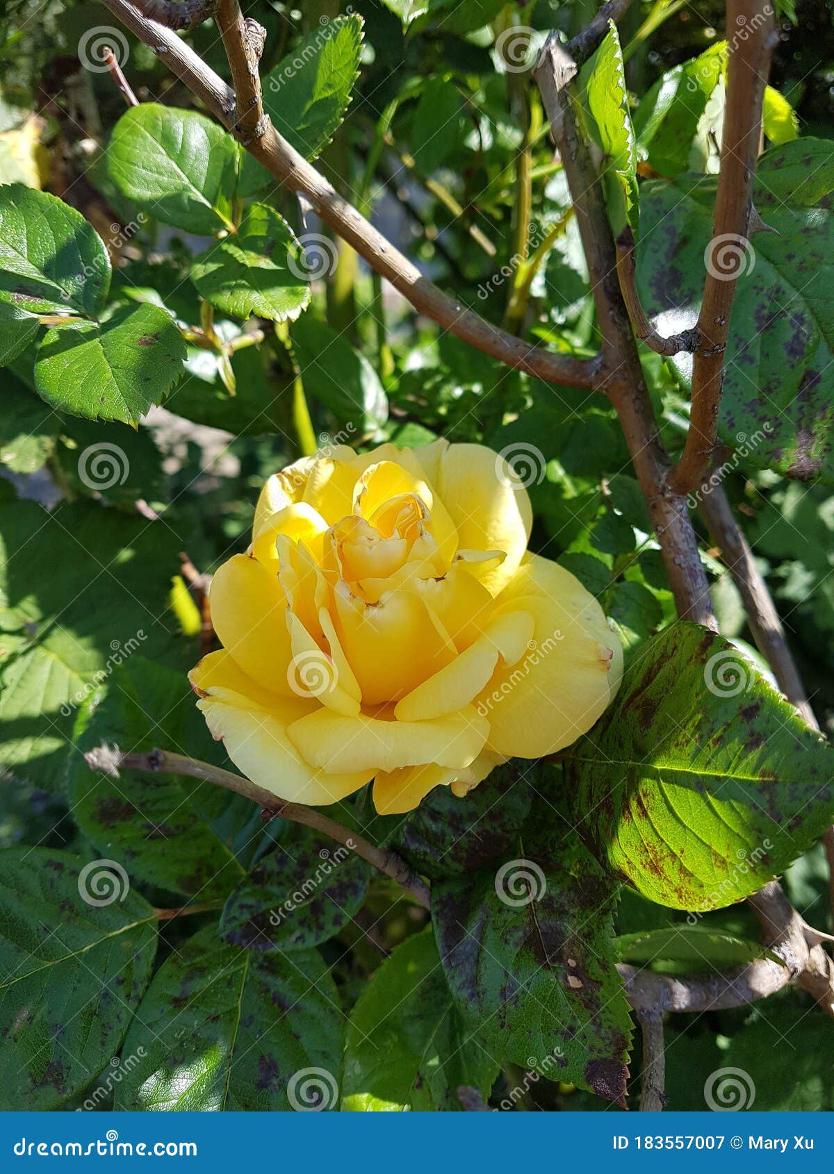 Yellow Rose and Green Leaves Stock Image - Image of rose, nature: 183557007