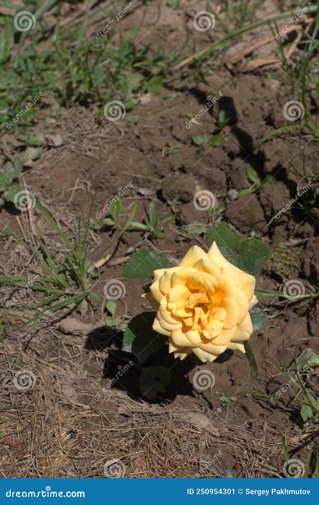 A Yellow Rose on the Ground Stock Image - Image of garden, shrub: 250954301