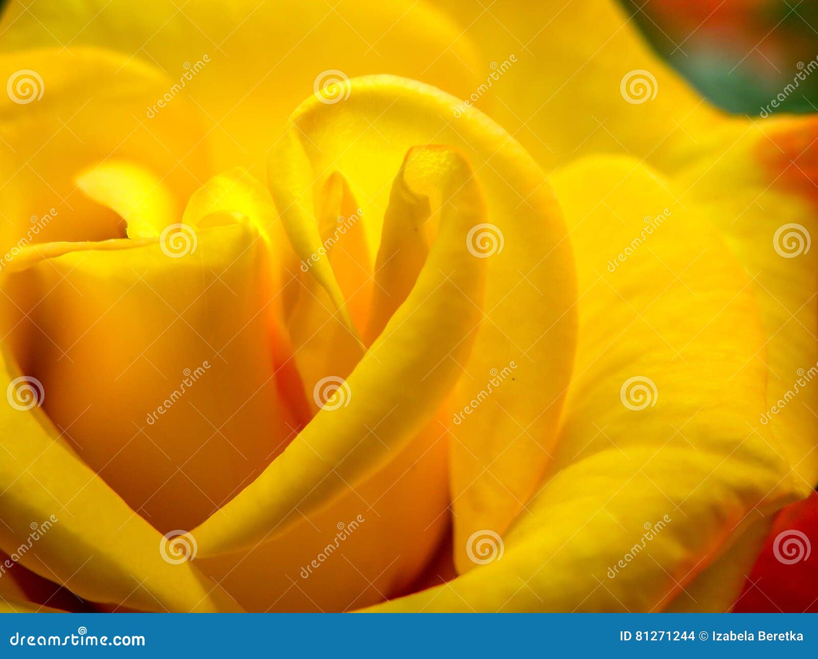 Yellow Heart Shaped Rose Flower with Red Shades Stock Photo - Image of ...