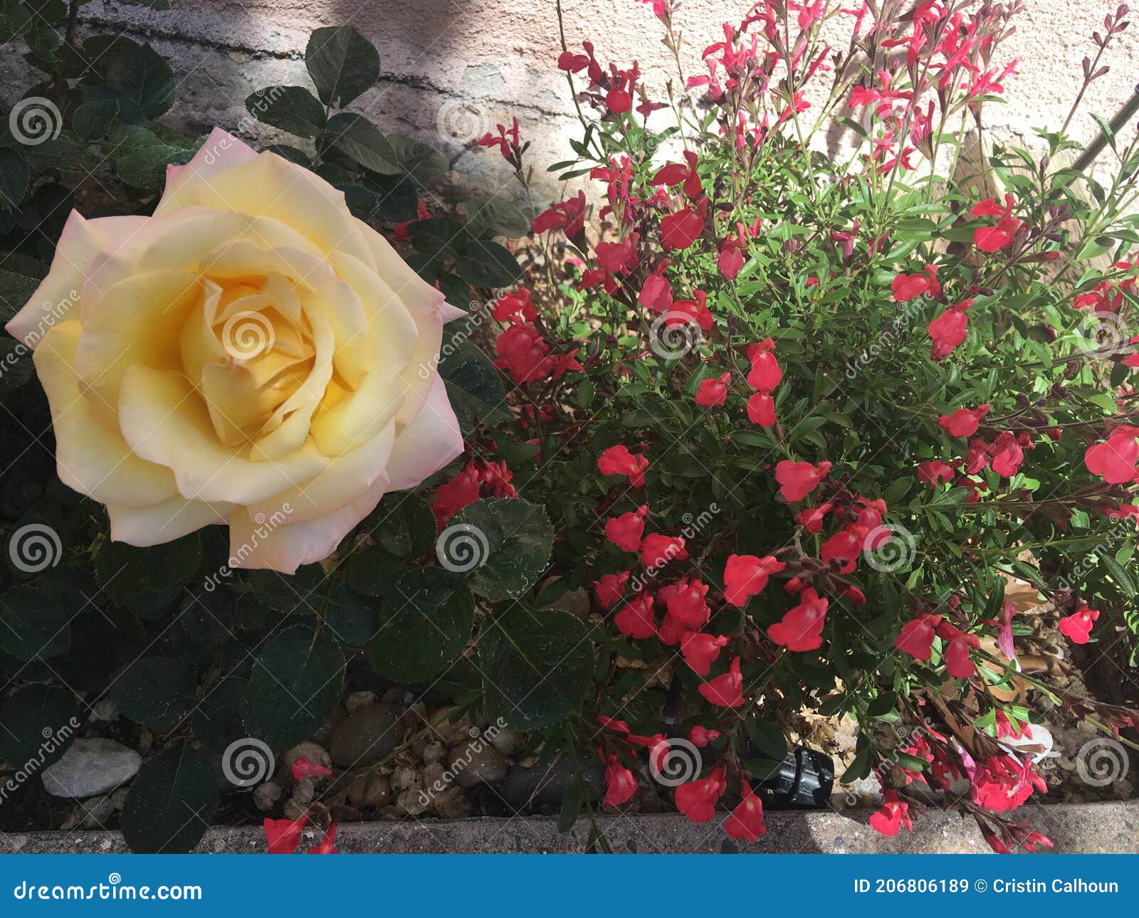 A Yellow Rose with Hints of Pink Stock Image - Image of tips, rose ...