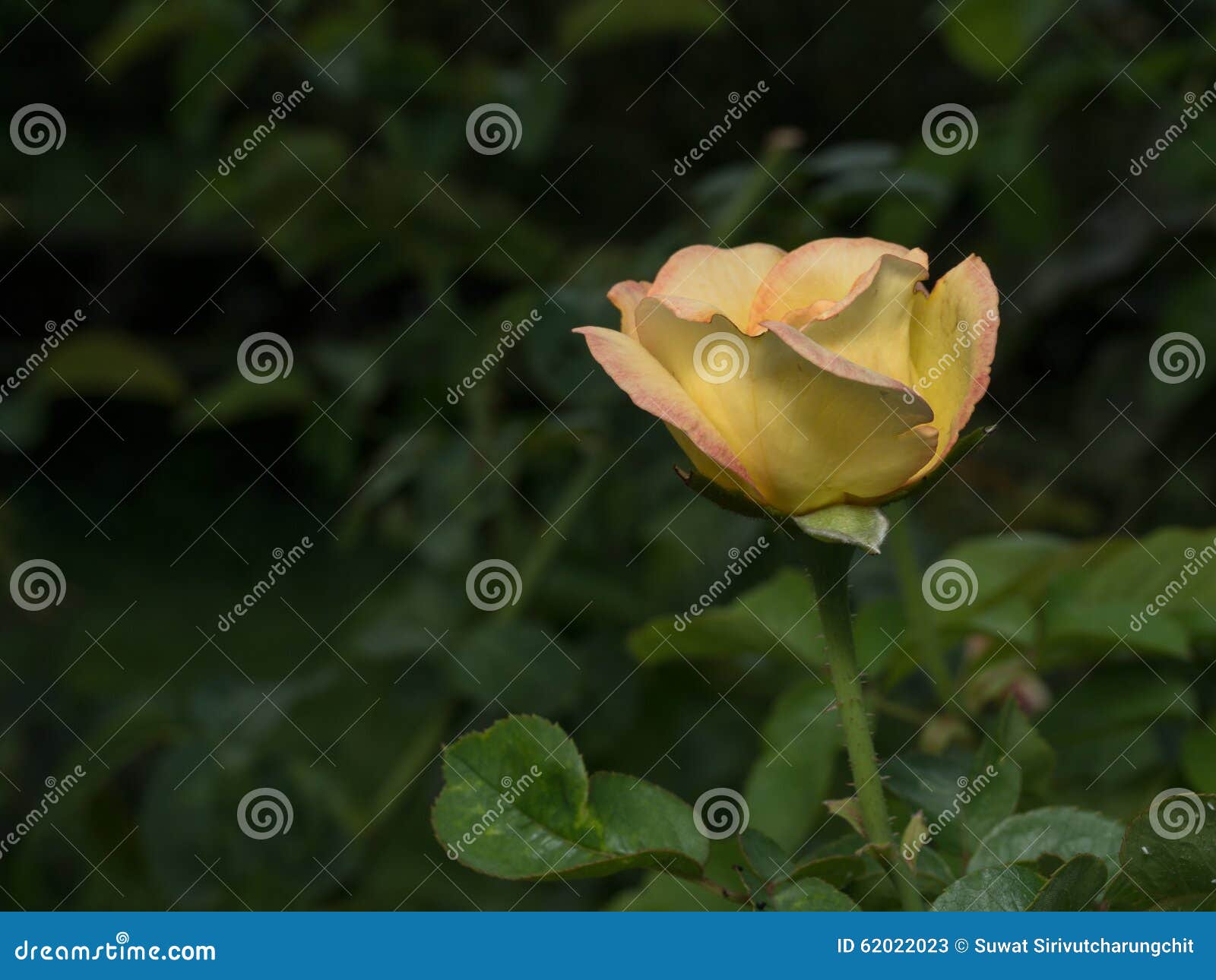 Yellow Rose stock image. Image of valentine, flower, blossom - 62022023