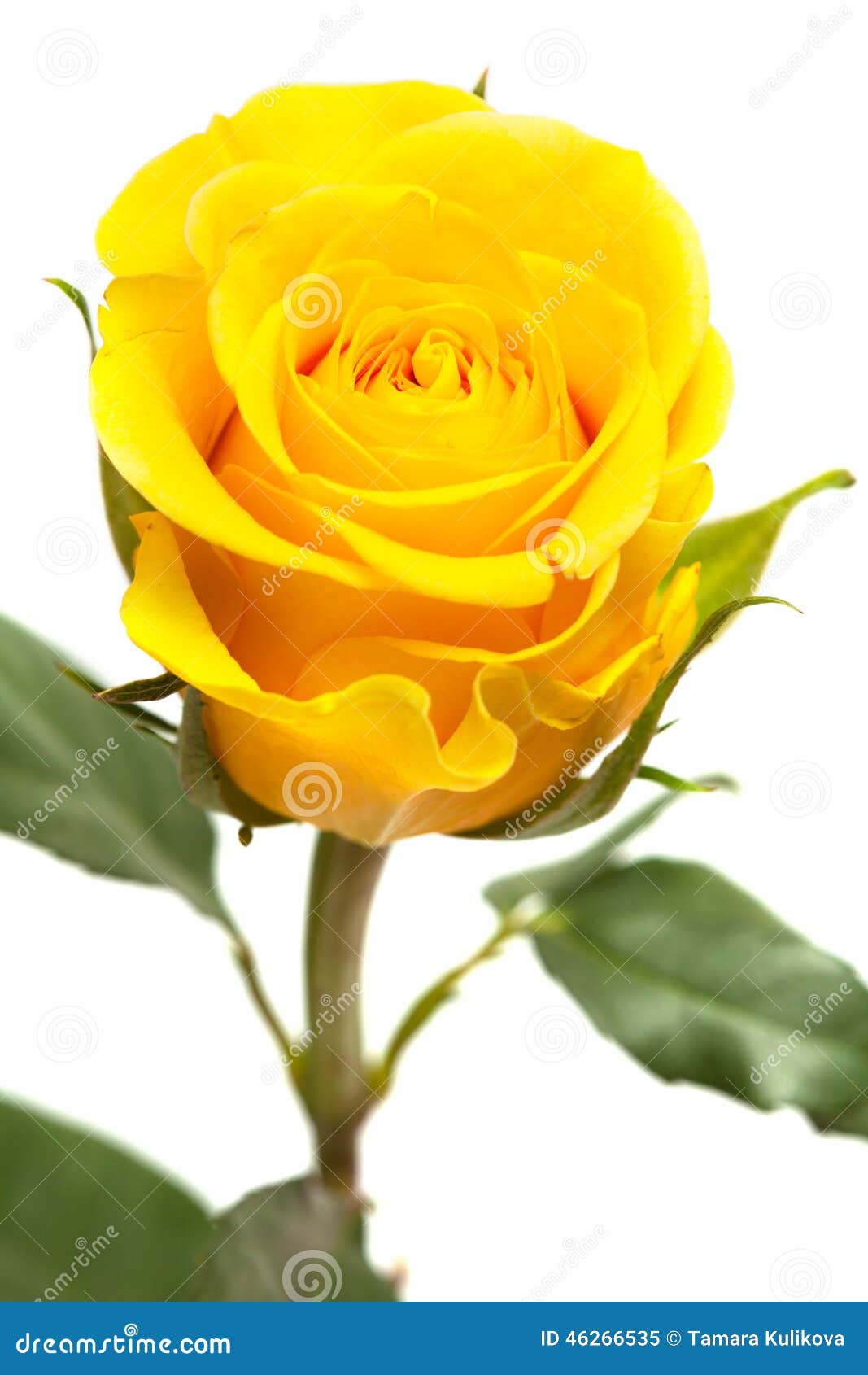 Yellow rose isolated stock image. Image of single, beauty - 46266535