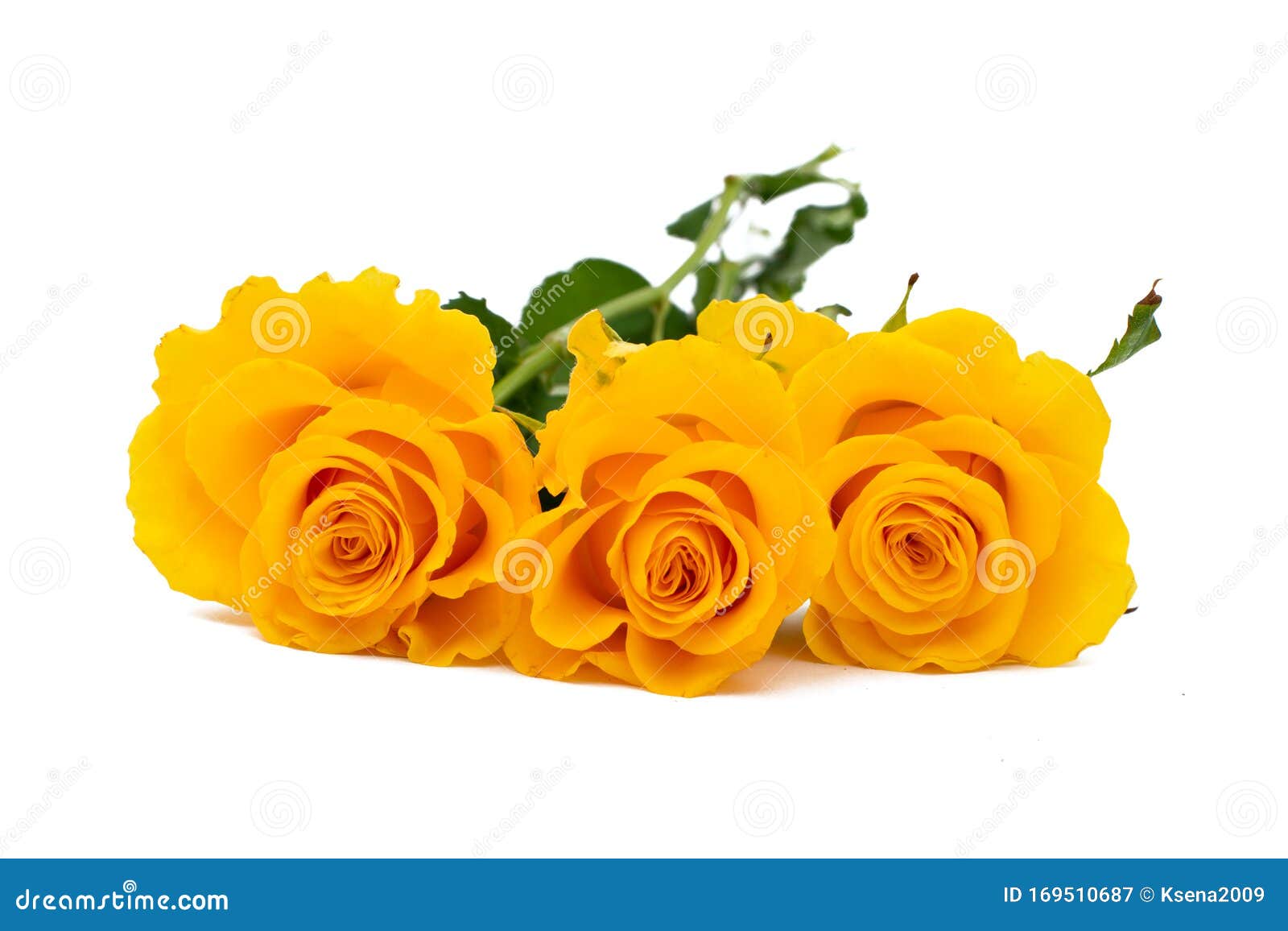 Yellow rose isolated stock image. Image of valentine - 169510687