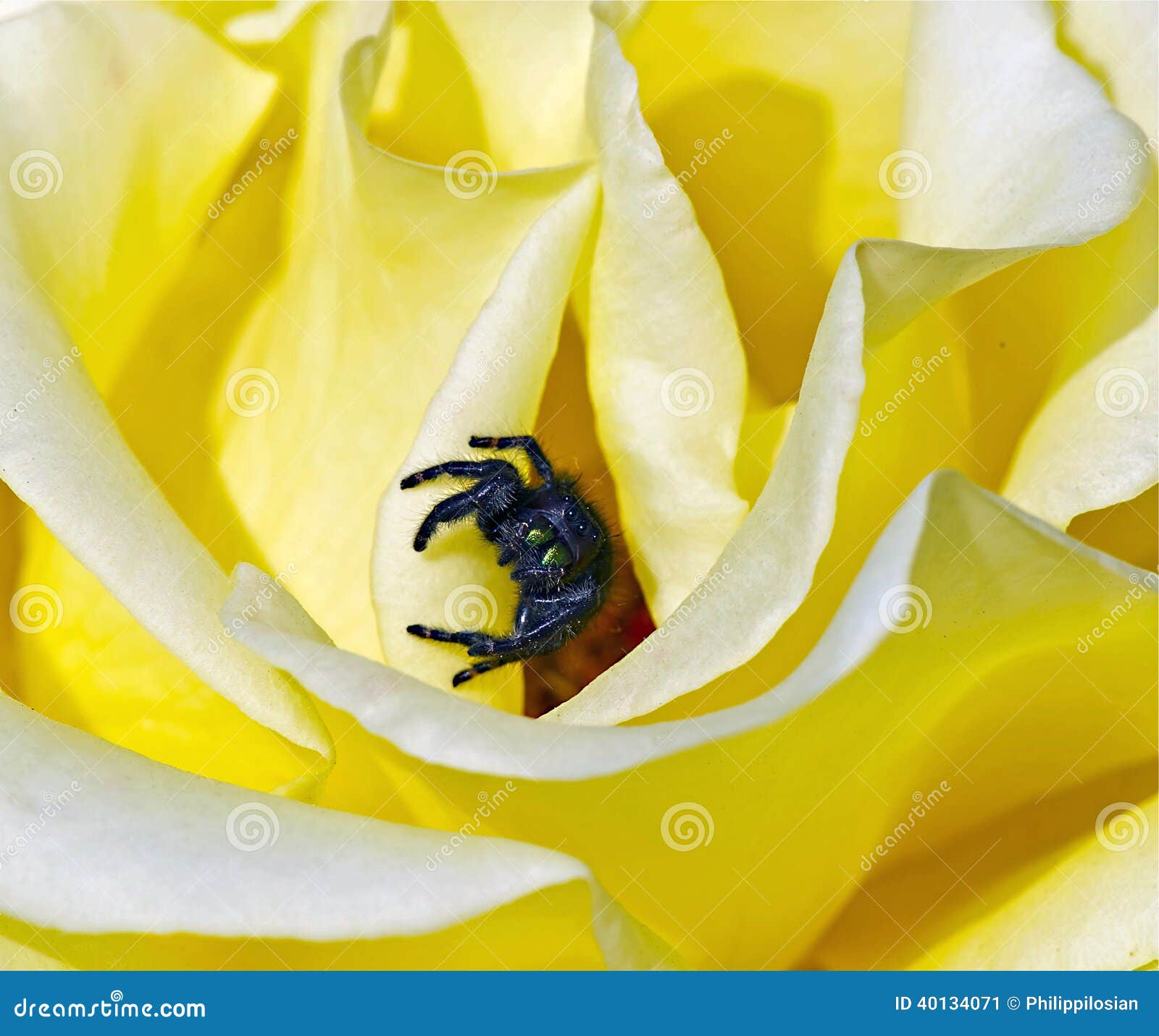 Yellow Rose and Jumping Spider Stock Image - Image of caterpillars ...