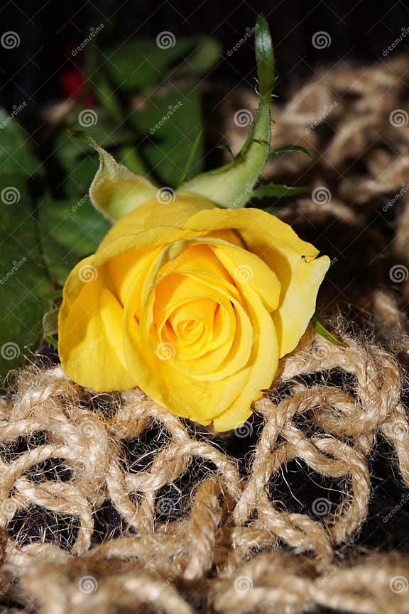 Yellow rose stock image. Image of pattern, leaves, decoration - 87693921