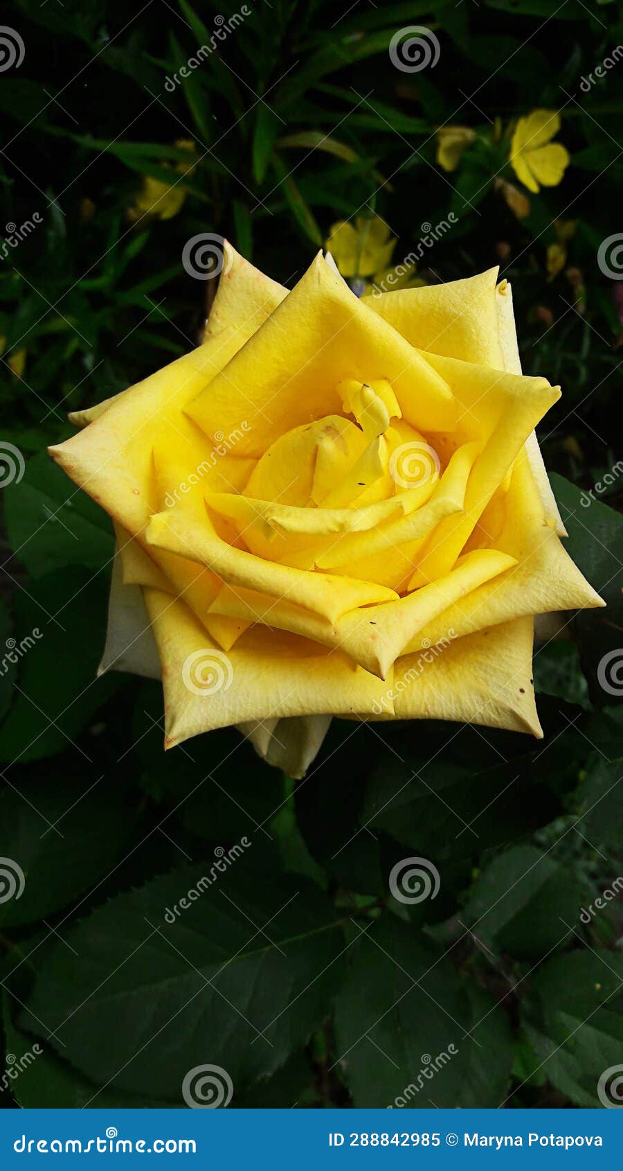 Landora Variety Stock Photos - Free & Royalty-Free Stock Photos from ...