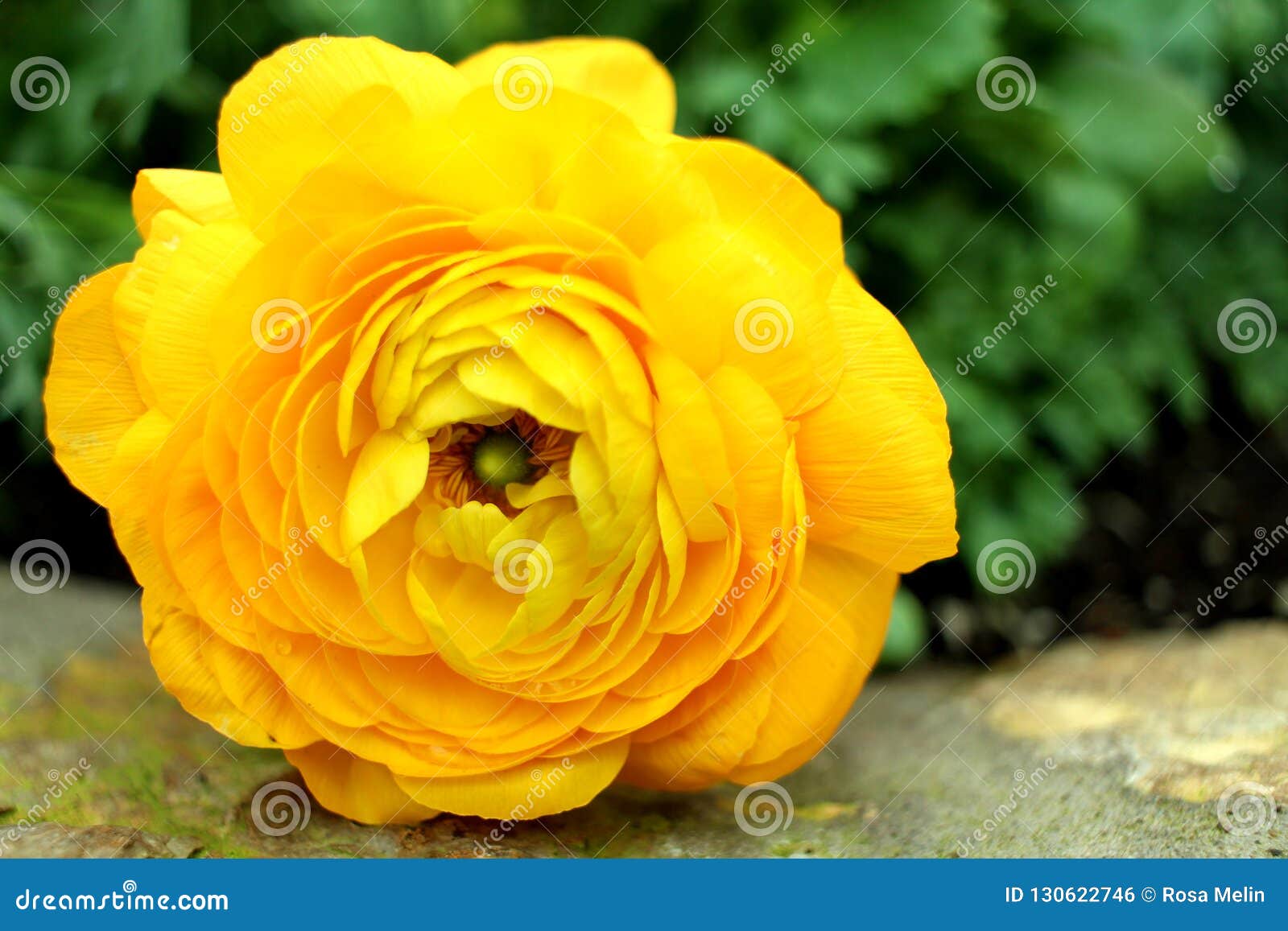 Yellow rose lays on cement stock photo. Image of lays - 130622746