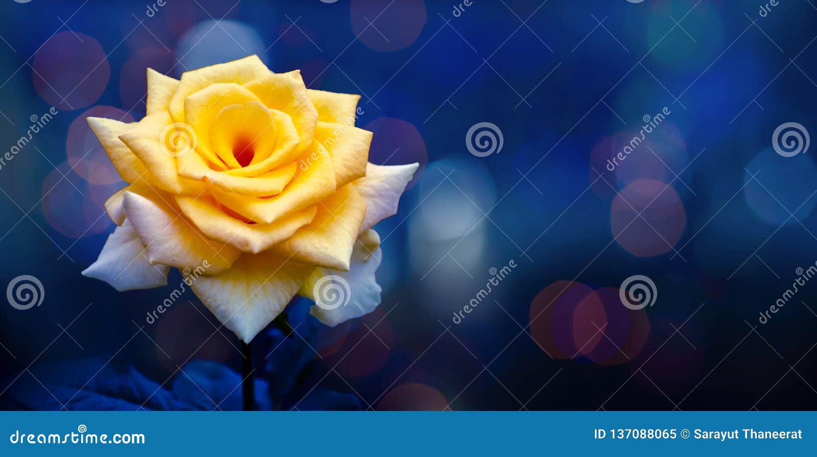 38,469 Yellow Rose Blue Background Stock Photos - Free & Royalty-Free ...