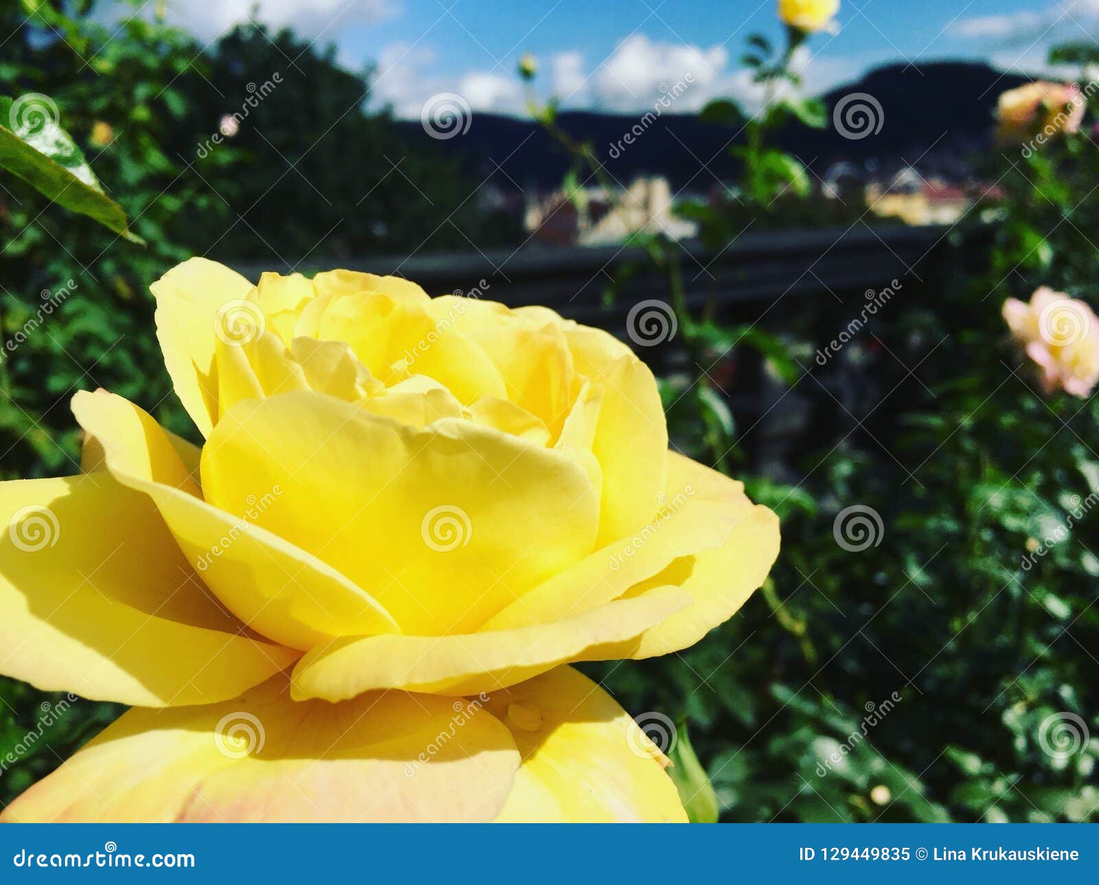 Yellow rose stock image. Image of yellow, mood, rose - 129449835