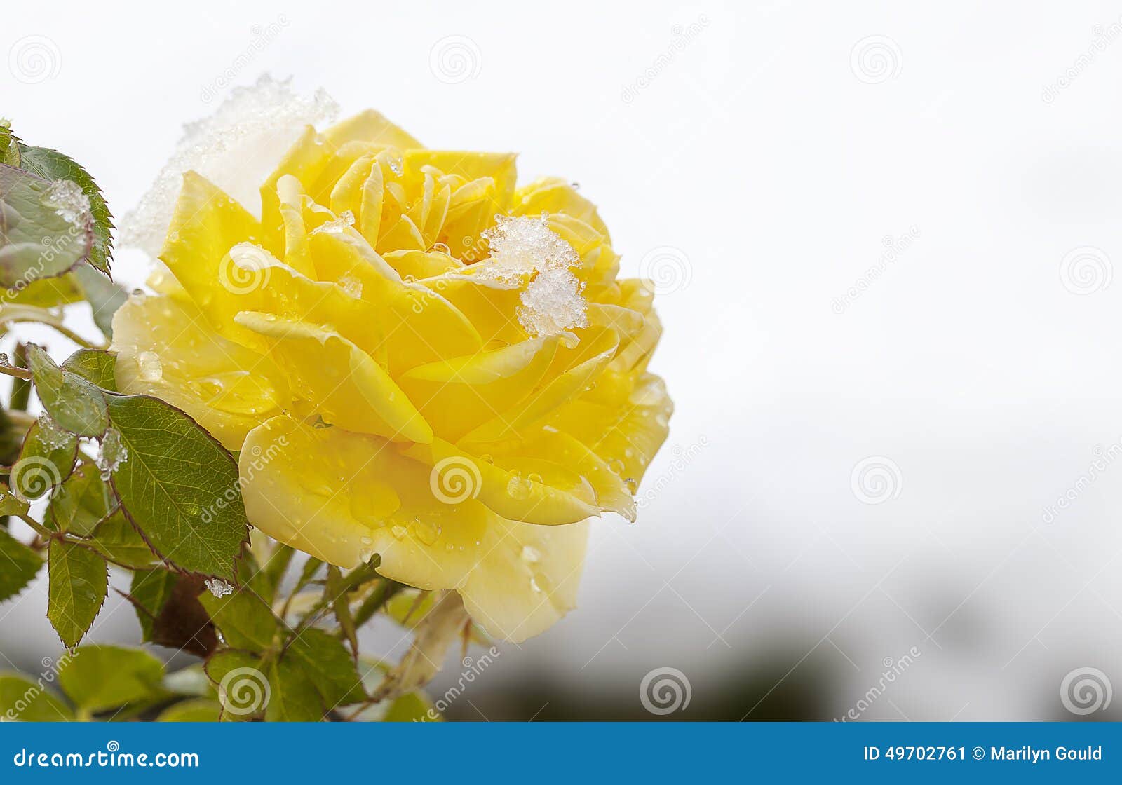 Yellow Rose Melting Snow stock image. Image of rose, marilyn - 49702761