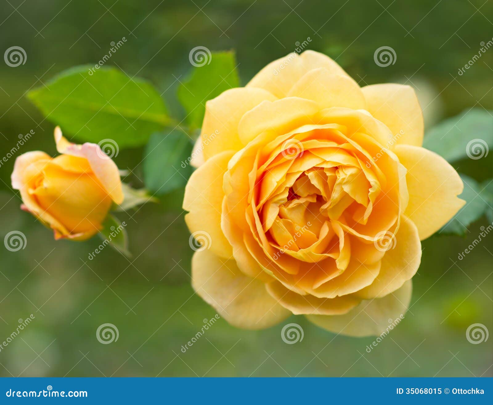 Yellow rose in nature stock image. Image of summer, colorful - 35068015