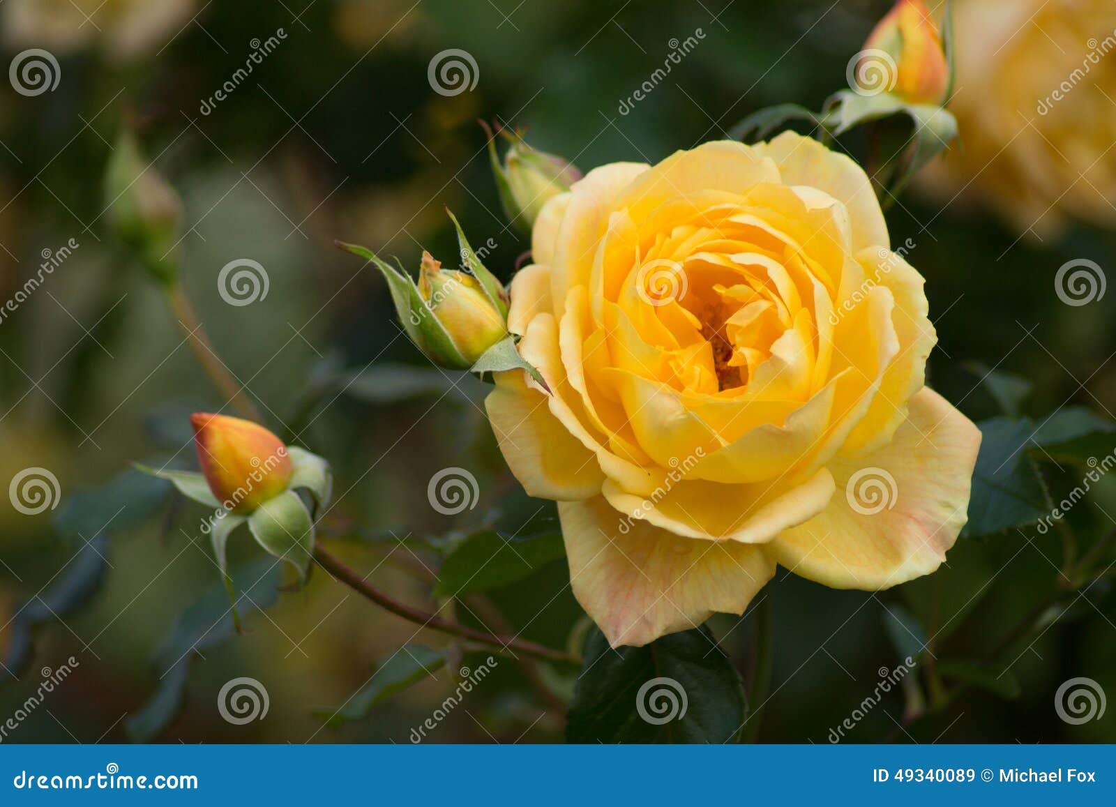 Yellow Rose stock image. Image of blume, summer, rose - 49340089