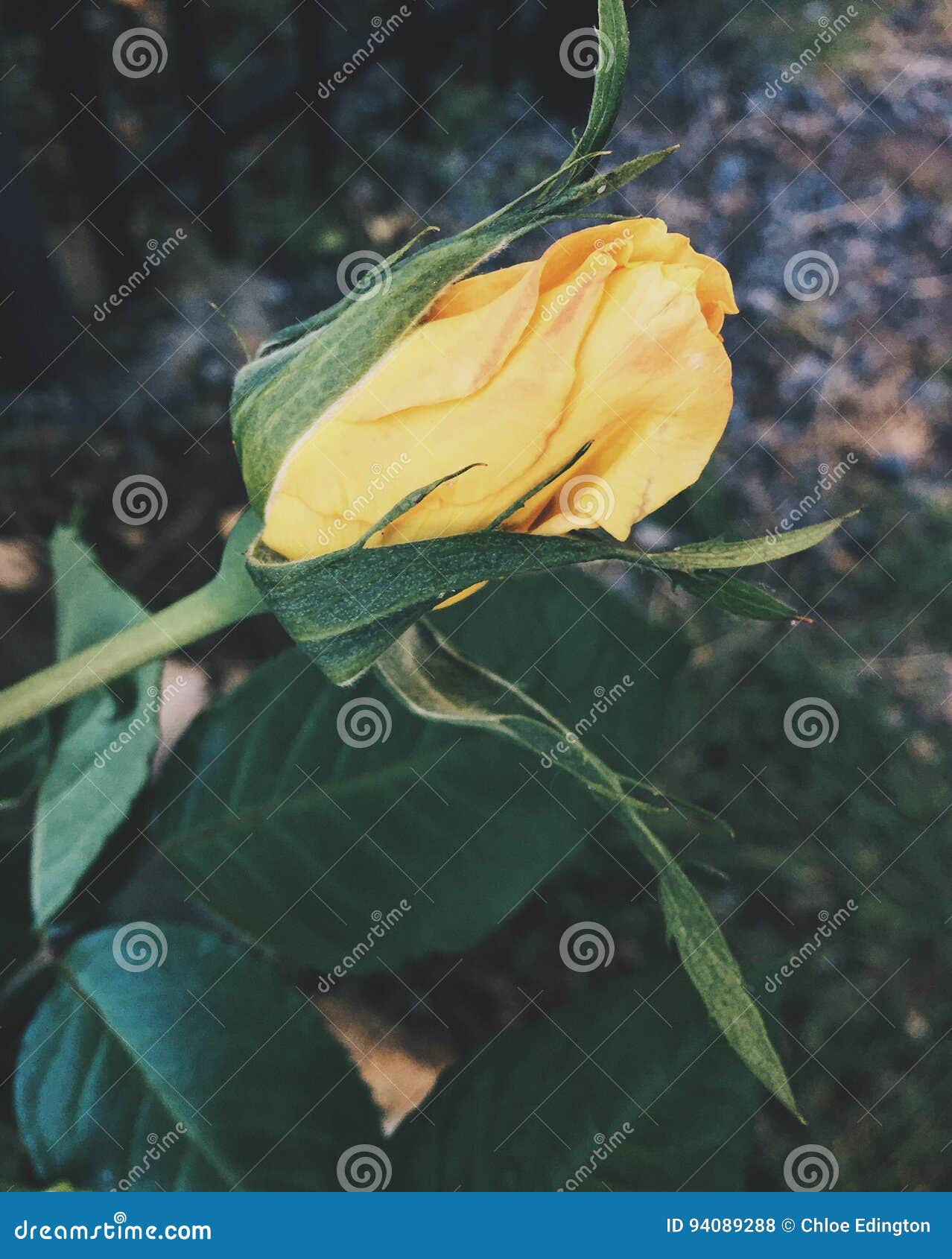 Yellow rose stock photo. Image of bloomed, yellow, rose - 94089288