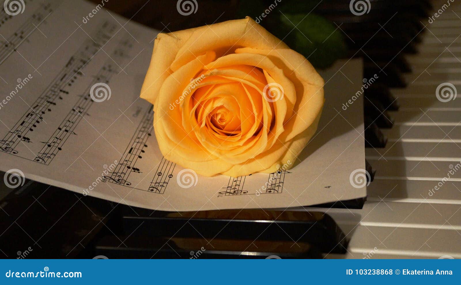Yellow Rose on Notes and Piano Stock Photo - Image of piano, yellow ...