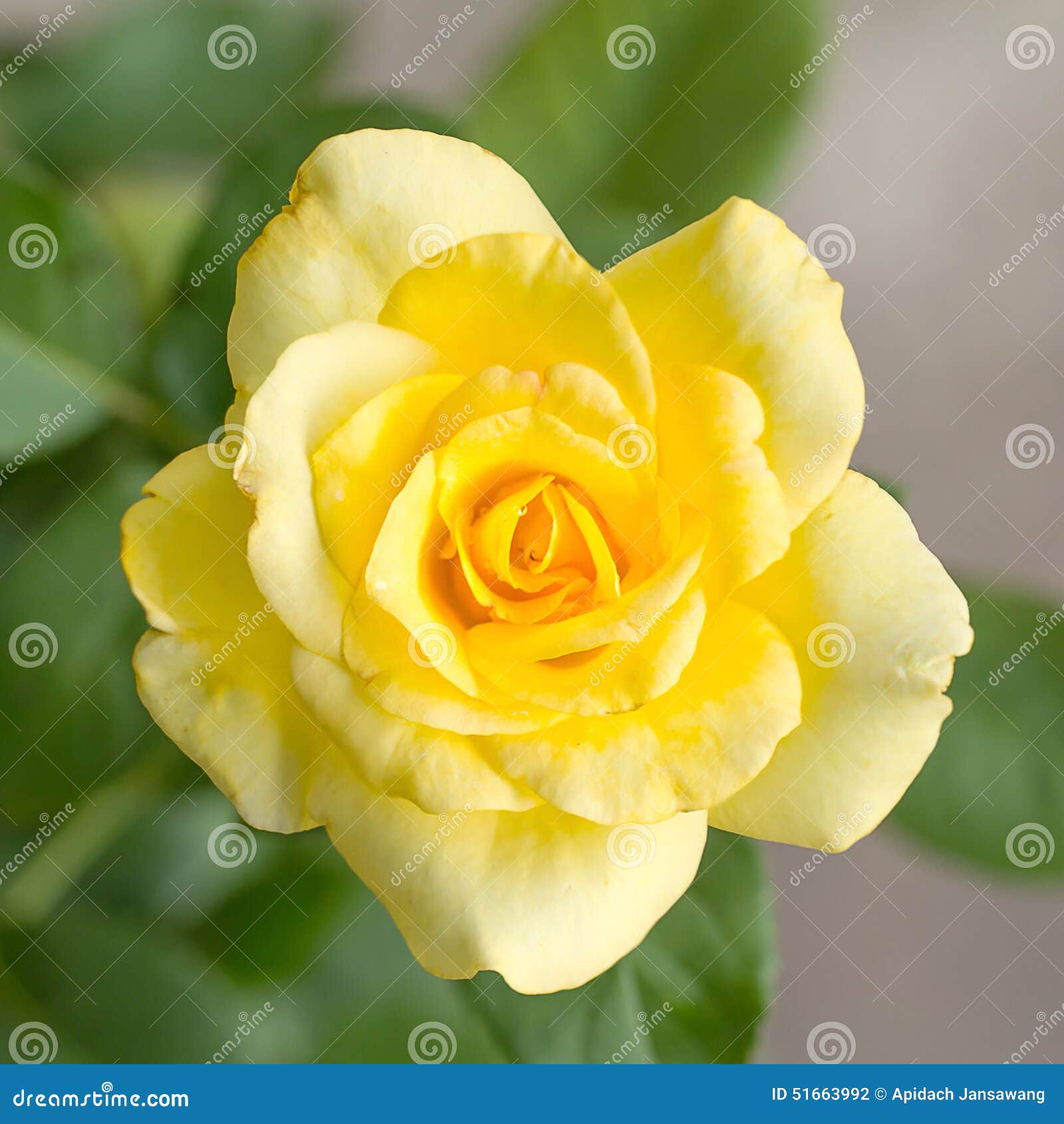 Yellow Rose stock photo. Image of love, natural, roses - 51663992