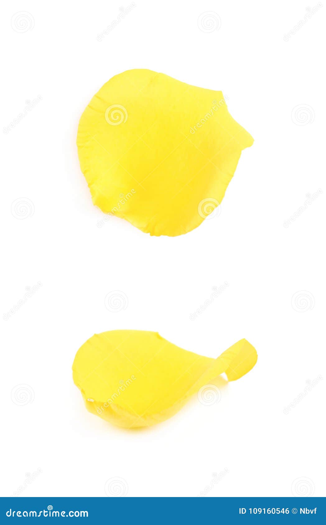 Yellow rose petal isolated stock photo. Image of fresh - 109160546 Yellow rose petal isolated stock photo. Image of fresh - 109160546