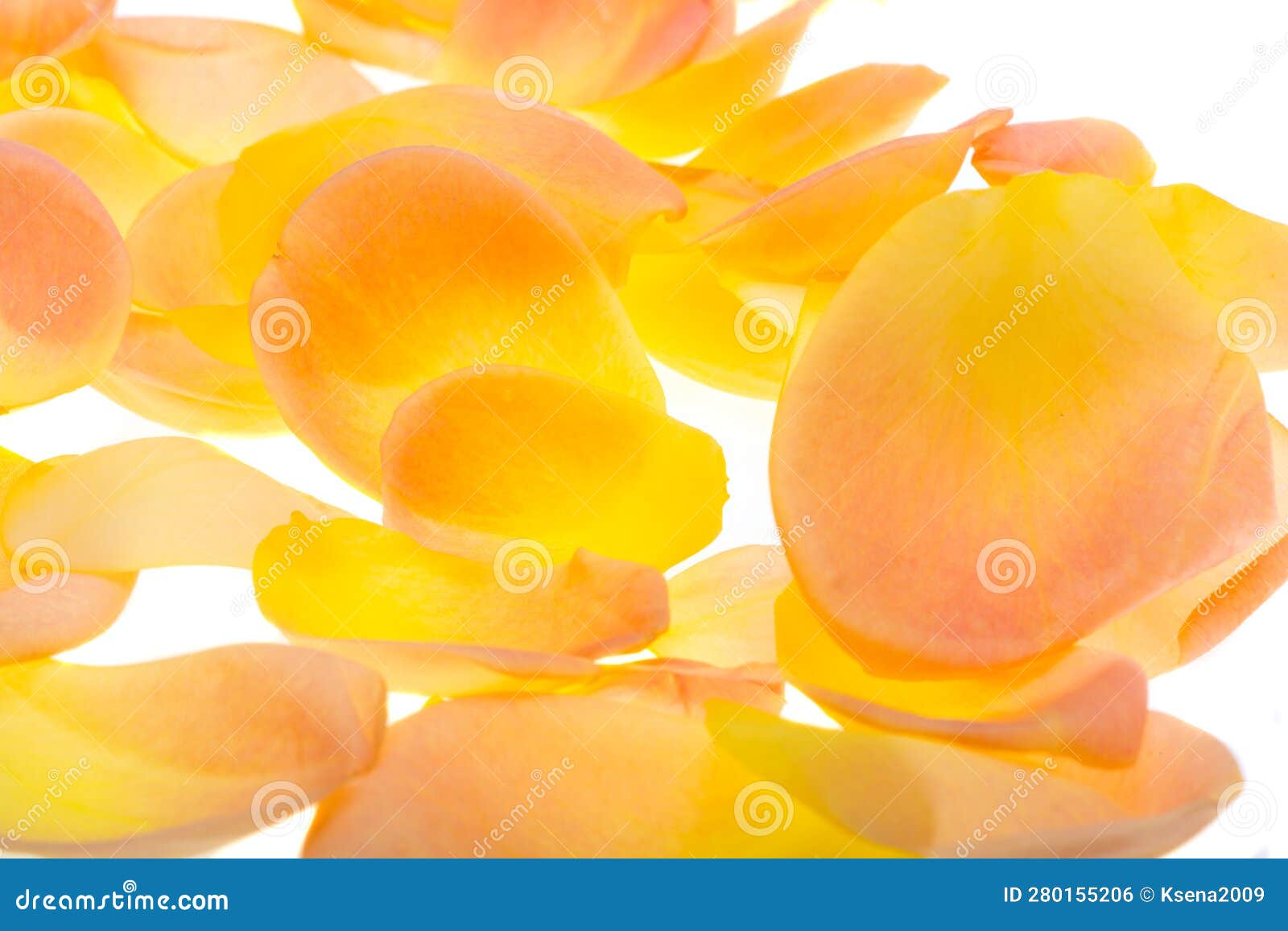 Yellow Rose Petals Isolated Stock Photo - Image of background, color ...