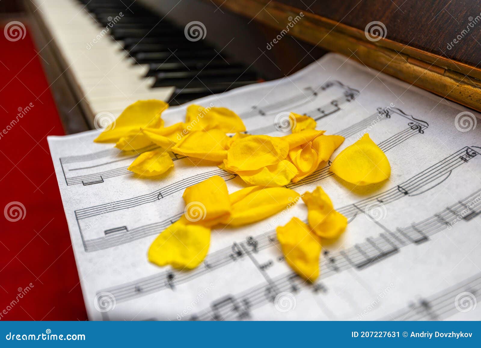 Yellow Rose Petals Lie on the Notes on the Piano Keys Stock Image ...