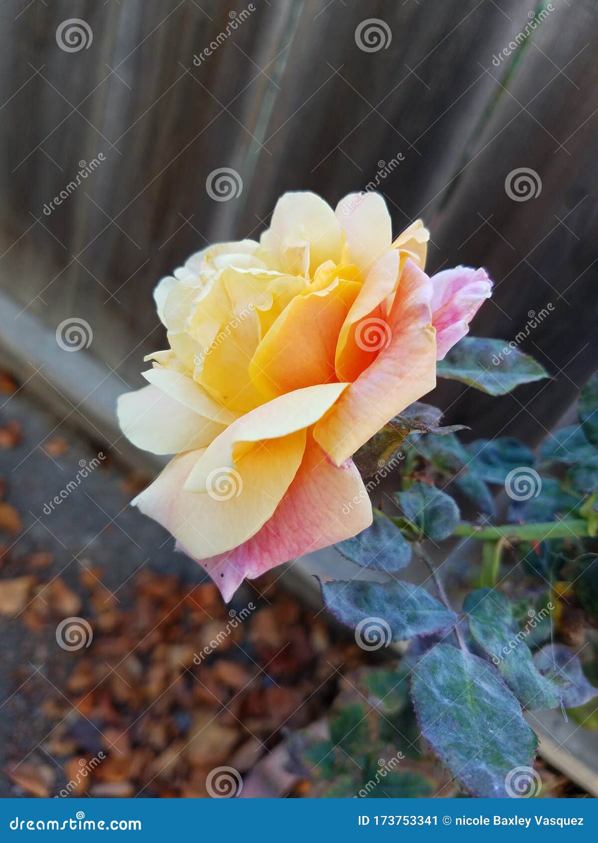 Yellow rose with pink tips stock image. Image of nature - 173753341