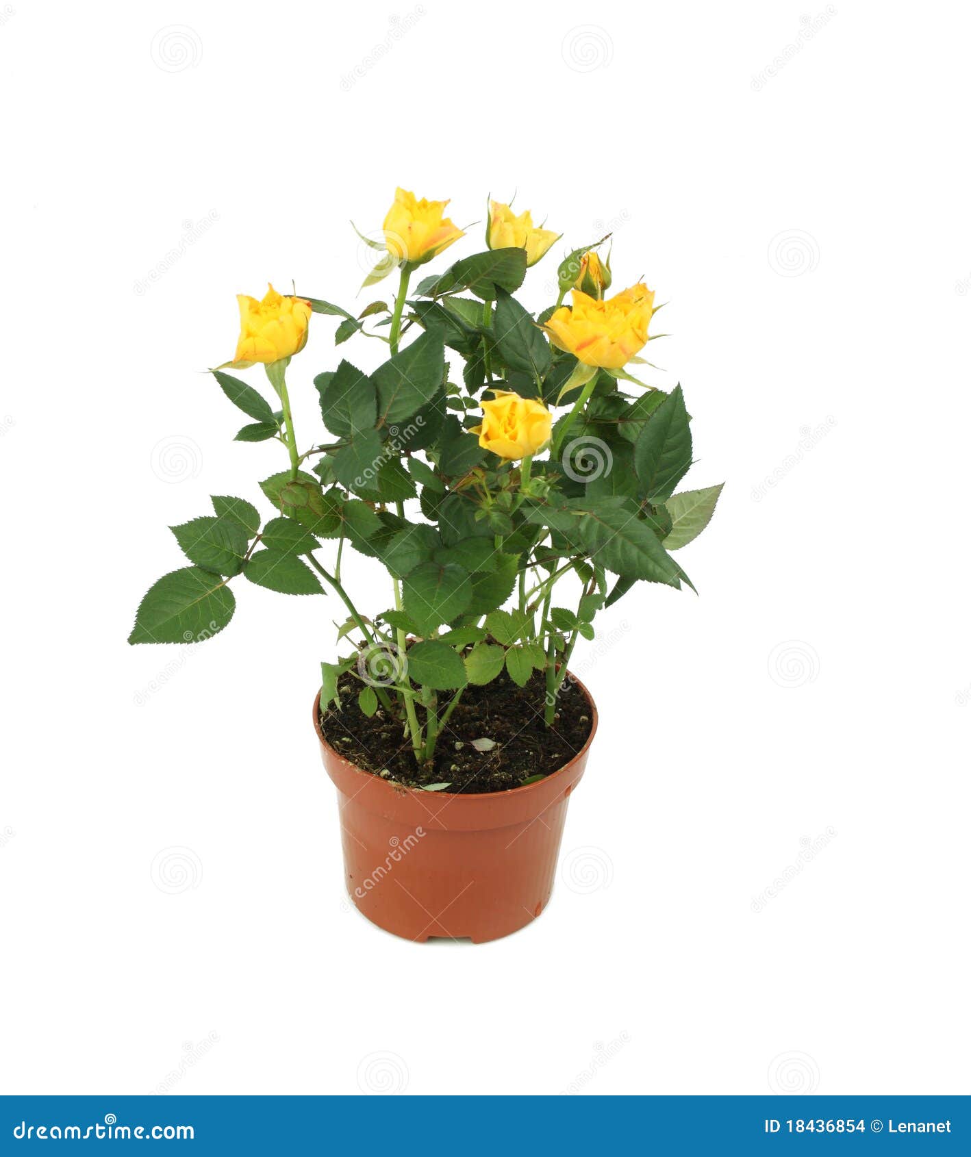 Yellow rose in pot stock photo. Image of growth, collection - 18436854