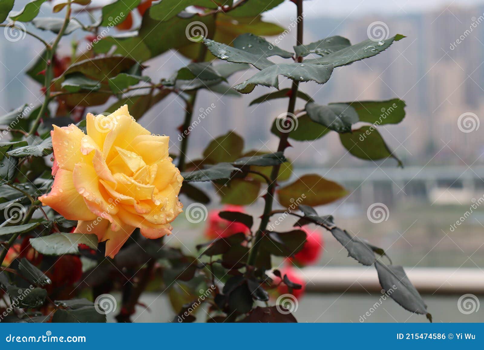 Yellow Rose Plants after Rain Stock Photo - Image of chongqing, roses ...