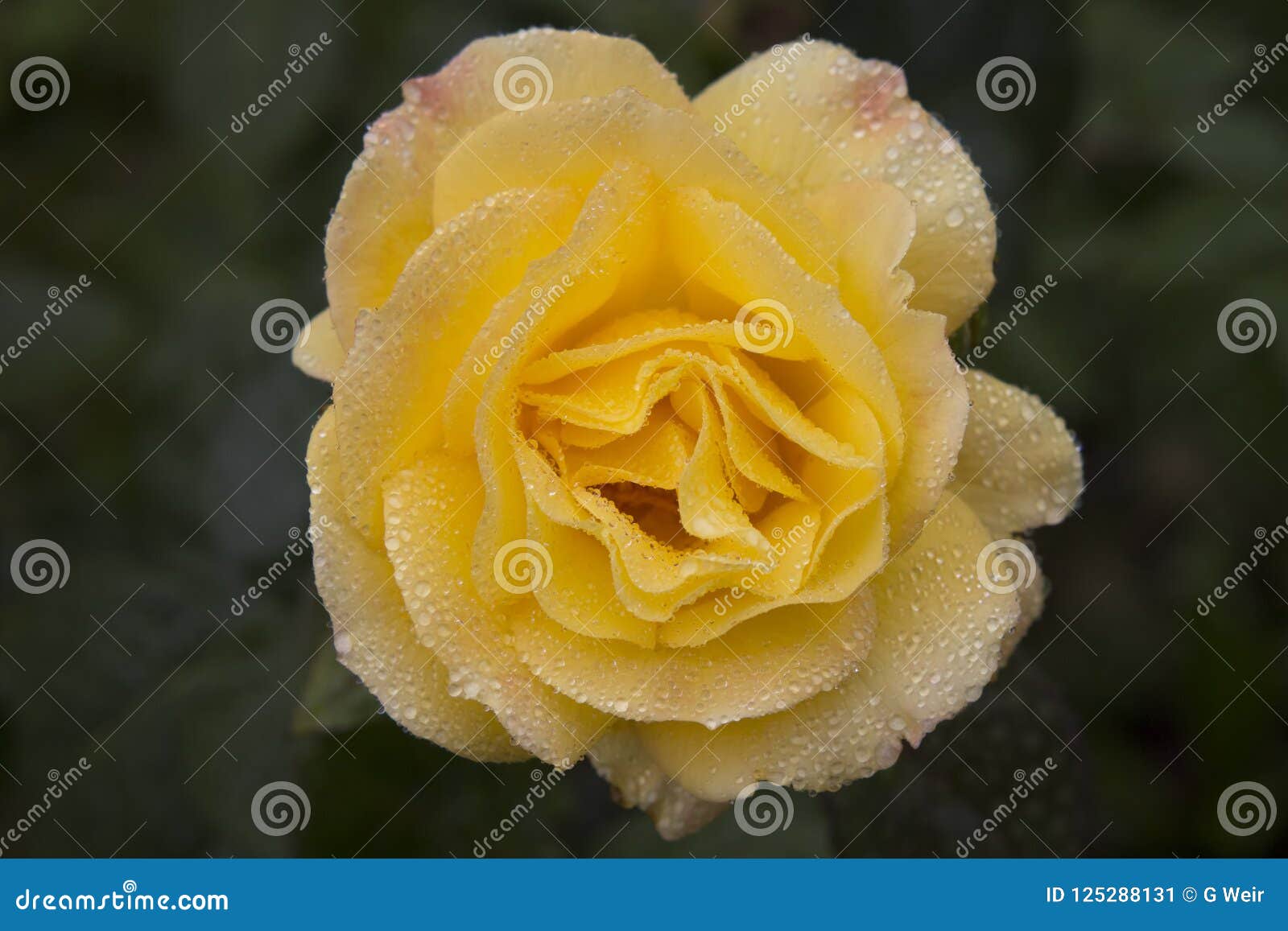 A yellow rose in the rain stock image. Image of boutonniere - 125288131