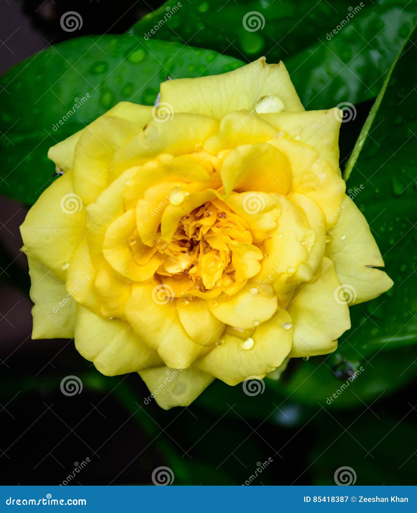 Yellow Rose stock image. Image of raindrops, rain, garden - 85418387
