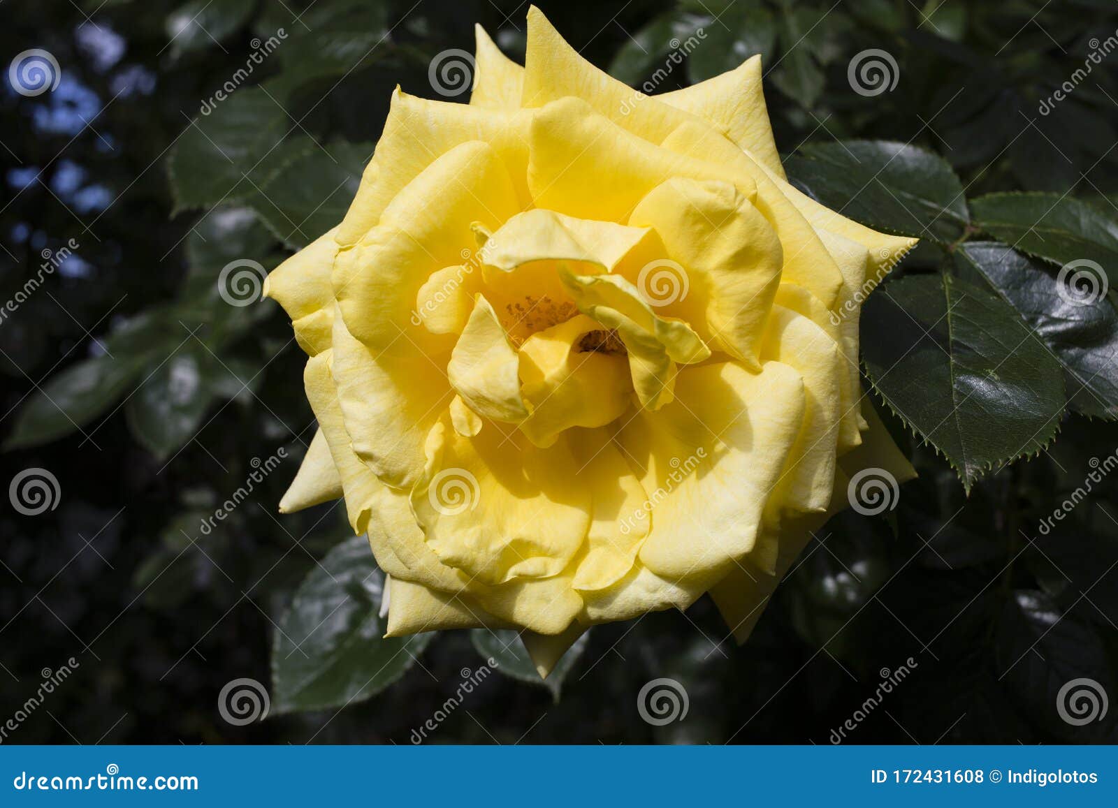 Yellow Rose is after the Rain Stock Photo - Image of flower, bright ...