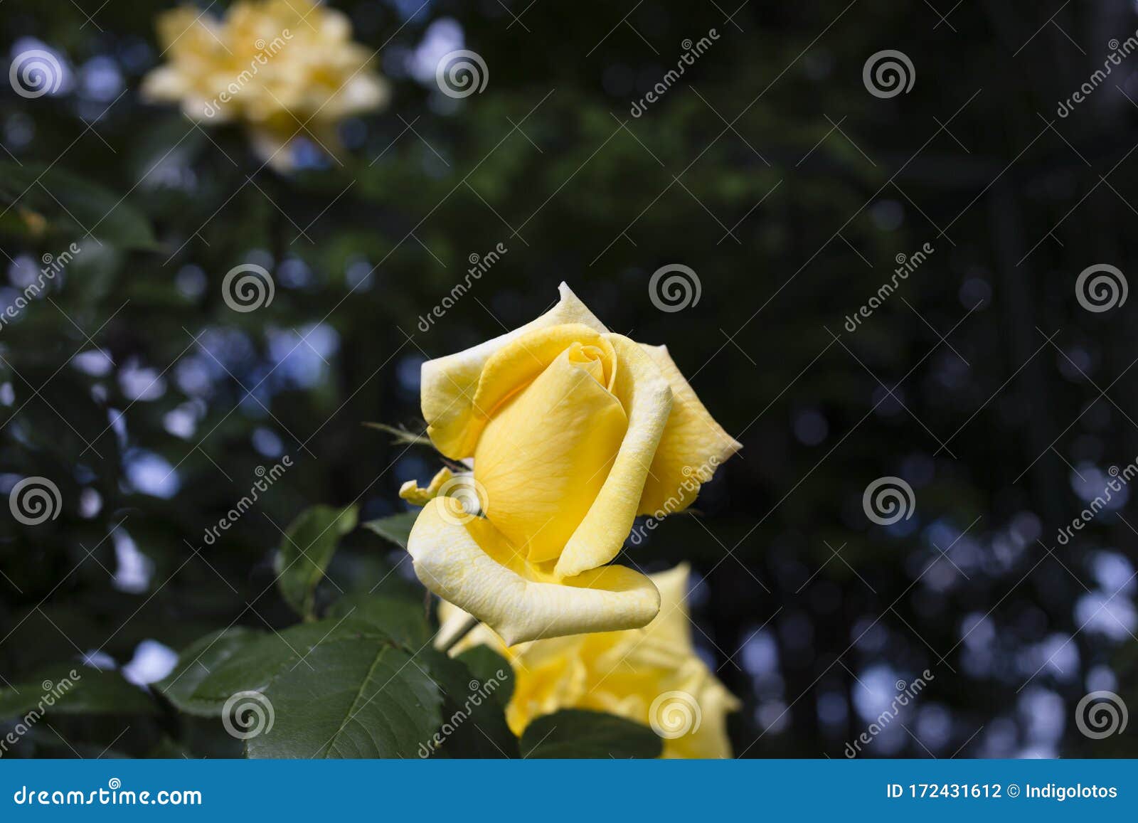 Yellow Rose is after the Rain Stock Photo - Image of bright, drop ...