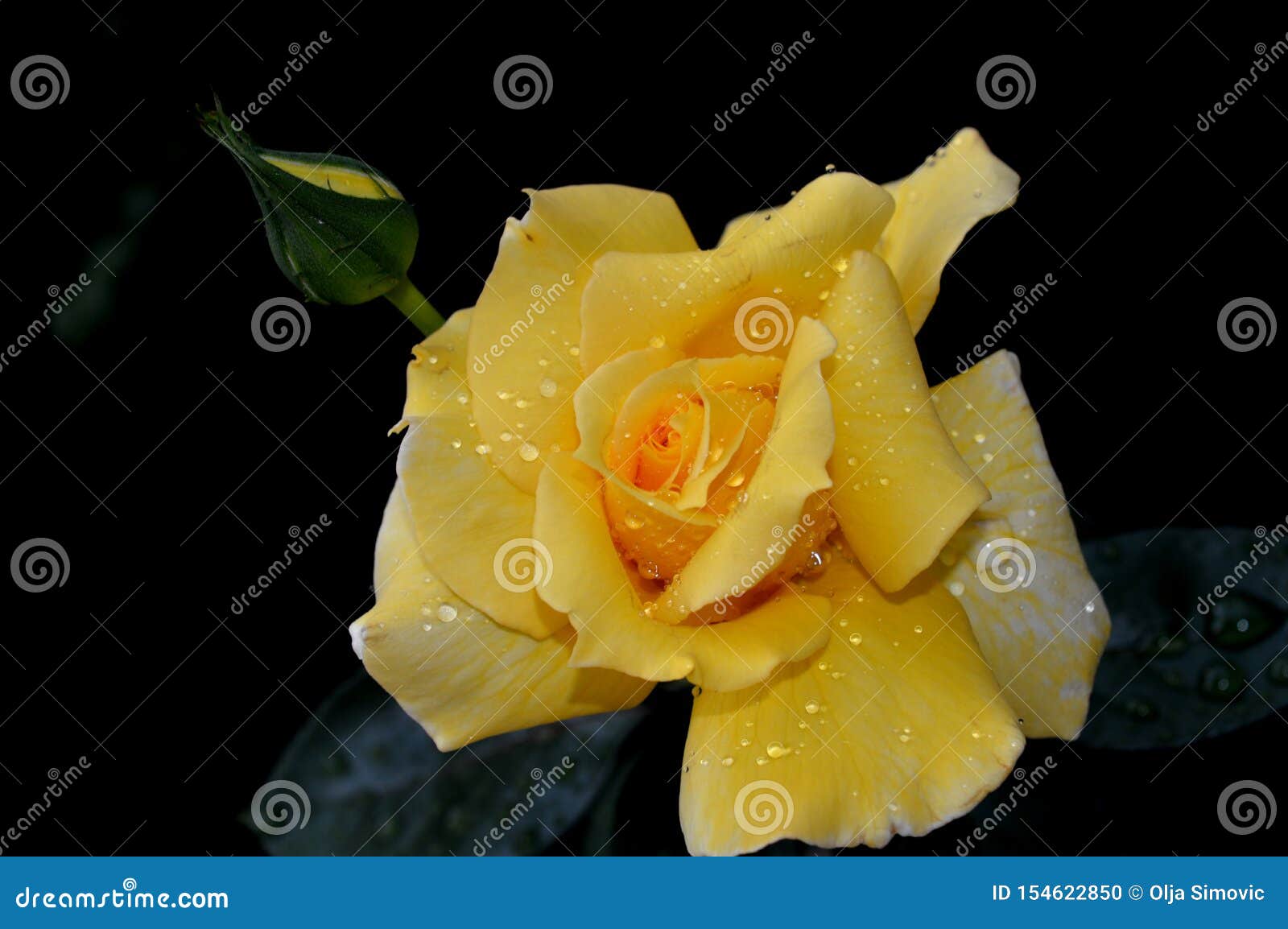 Yellow Rose with Rain Drops Stock Photo - Image of petal, color: 154622850