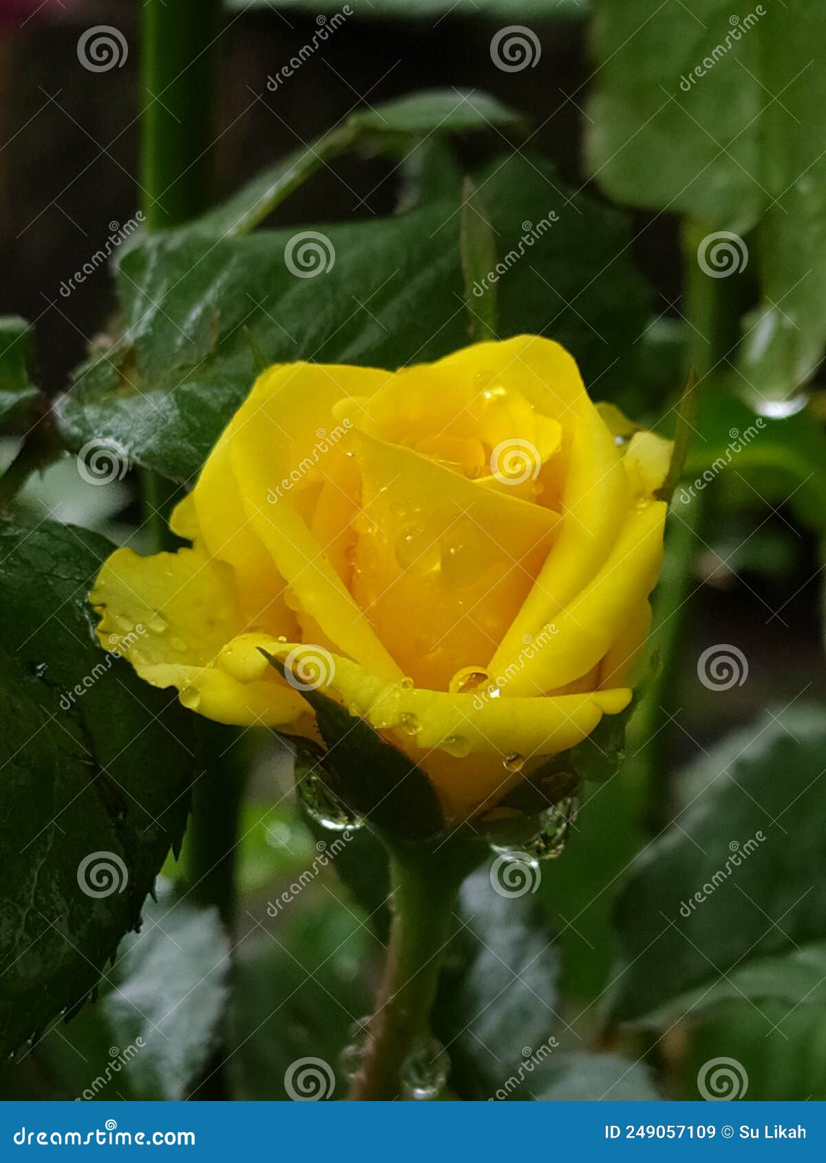 Yellow Rose after Rain for Summer Stock Image - Image of leaf, rain ...