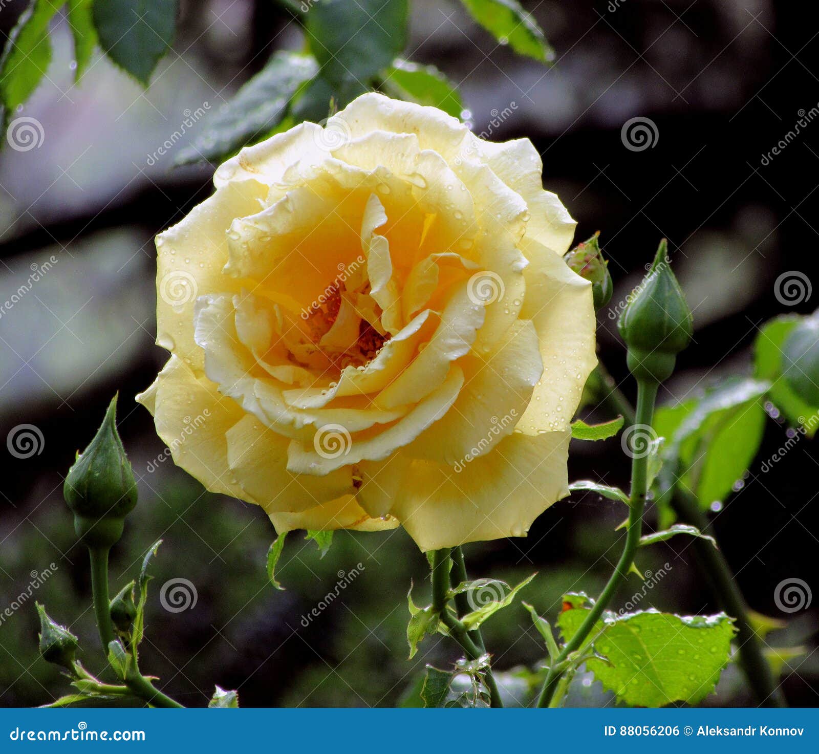 Yellow rose after rain stock photo. Image of drops, botanical - 88056206