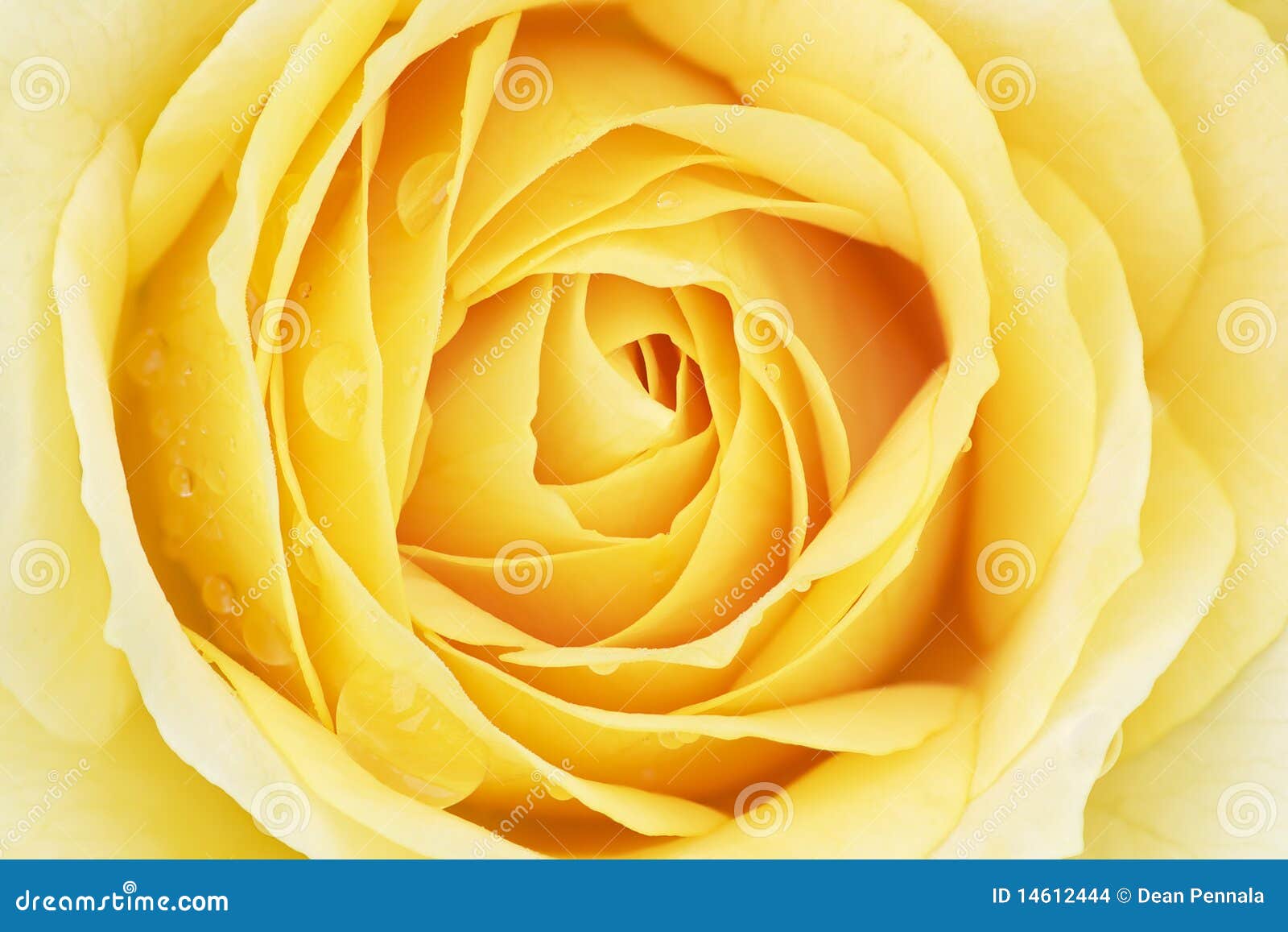 Yellow Rose with Raindrops stock photo. Image of natural - 14612444