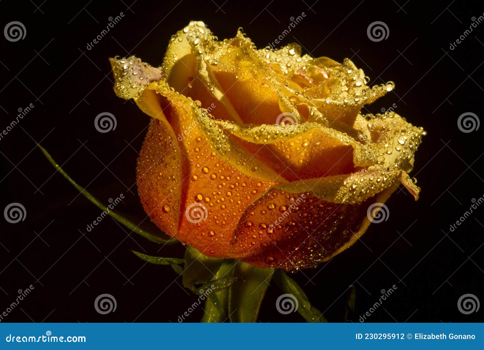 Yellow Rose with Raindrops on Black Background Stock Photo - Image of ...