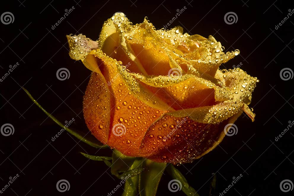 Yellow Rose with Raindrops on Black Background Stock Photo - Image of ...